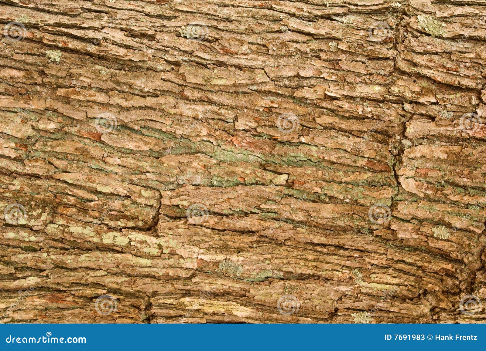 De schors van de boom stock afbeelding. Image of achtergrond - 7691983