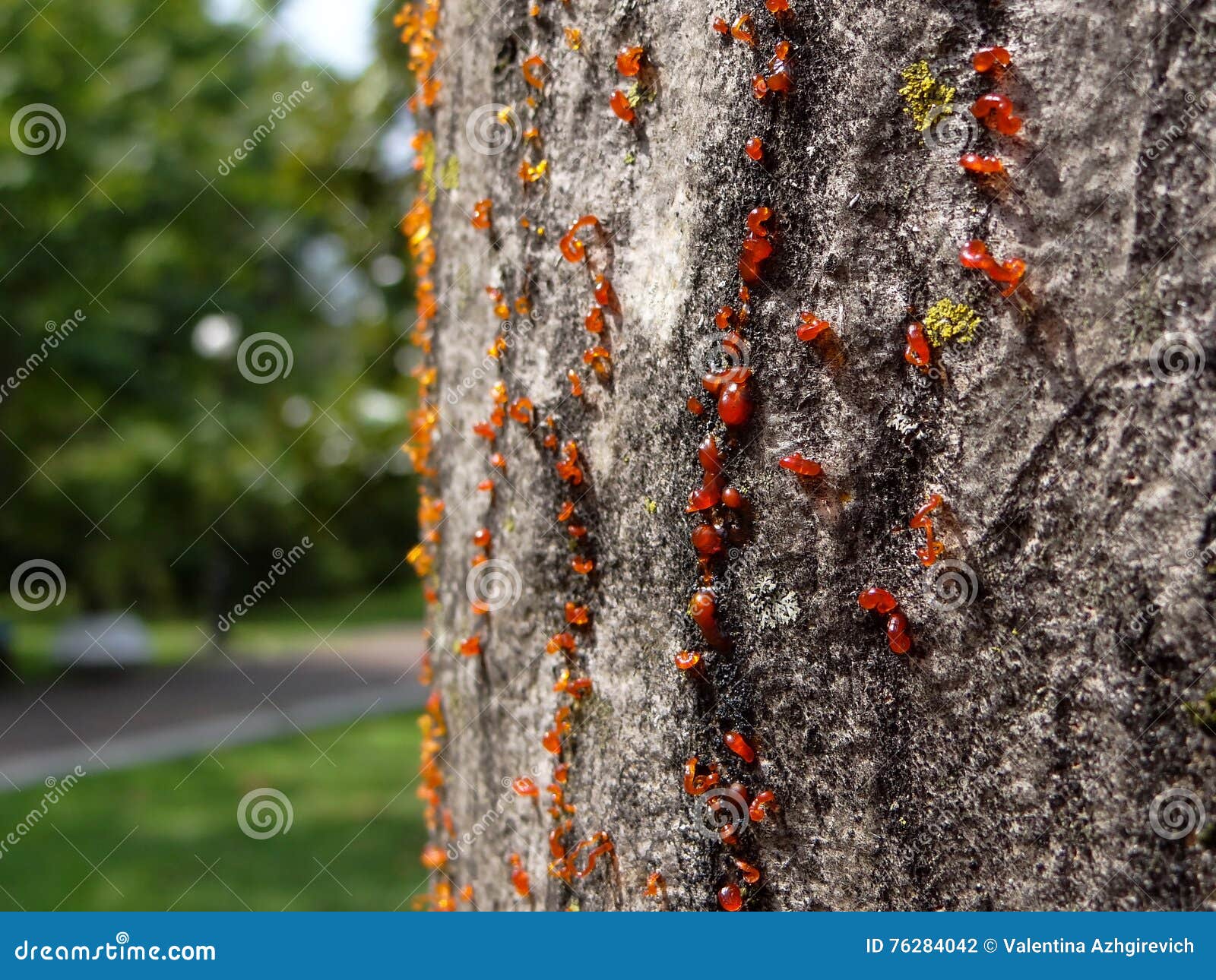 De Schors Van De Boom Met De Hars Stock Foto - Image of schors, grijs ...