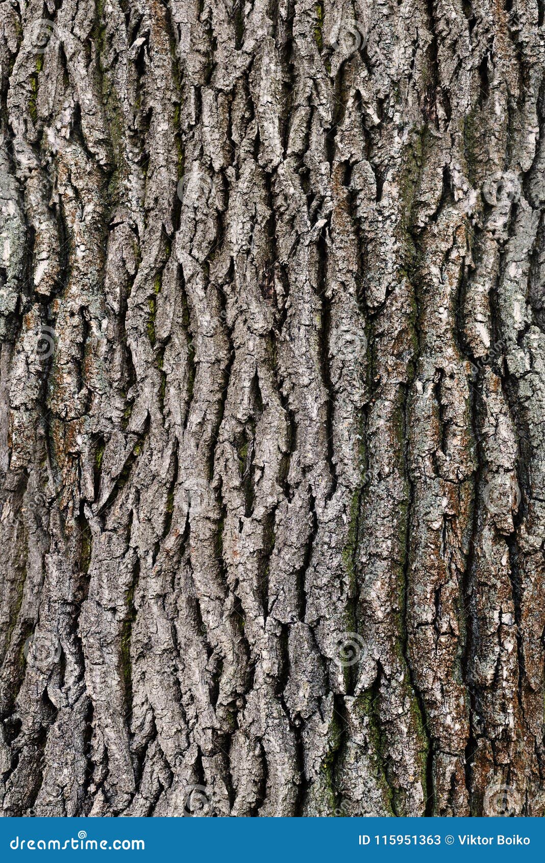 De Schorstextuur Van De Boom Stock Afbeelding - Image of schors, houten ...