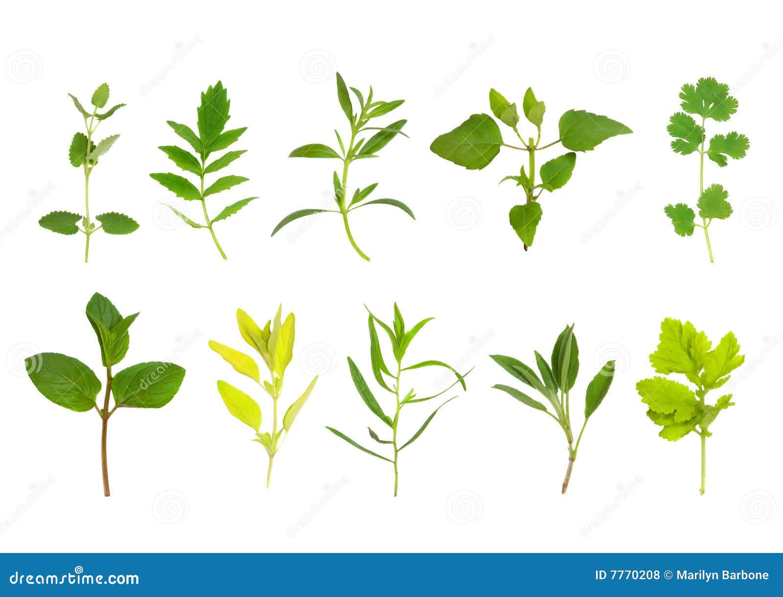 De Selectie Van Het Blad Van Het Kruid Stock Foto - Image of botanisch ...