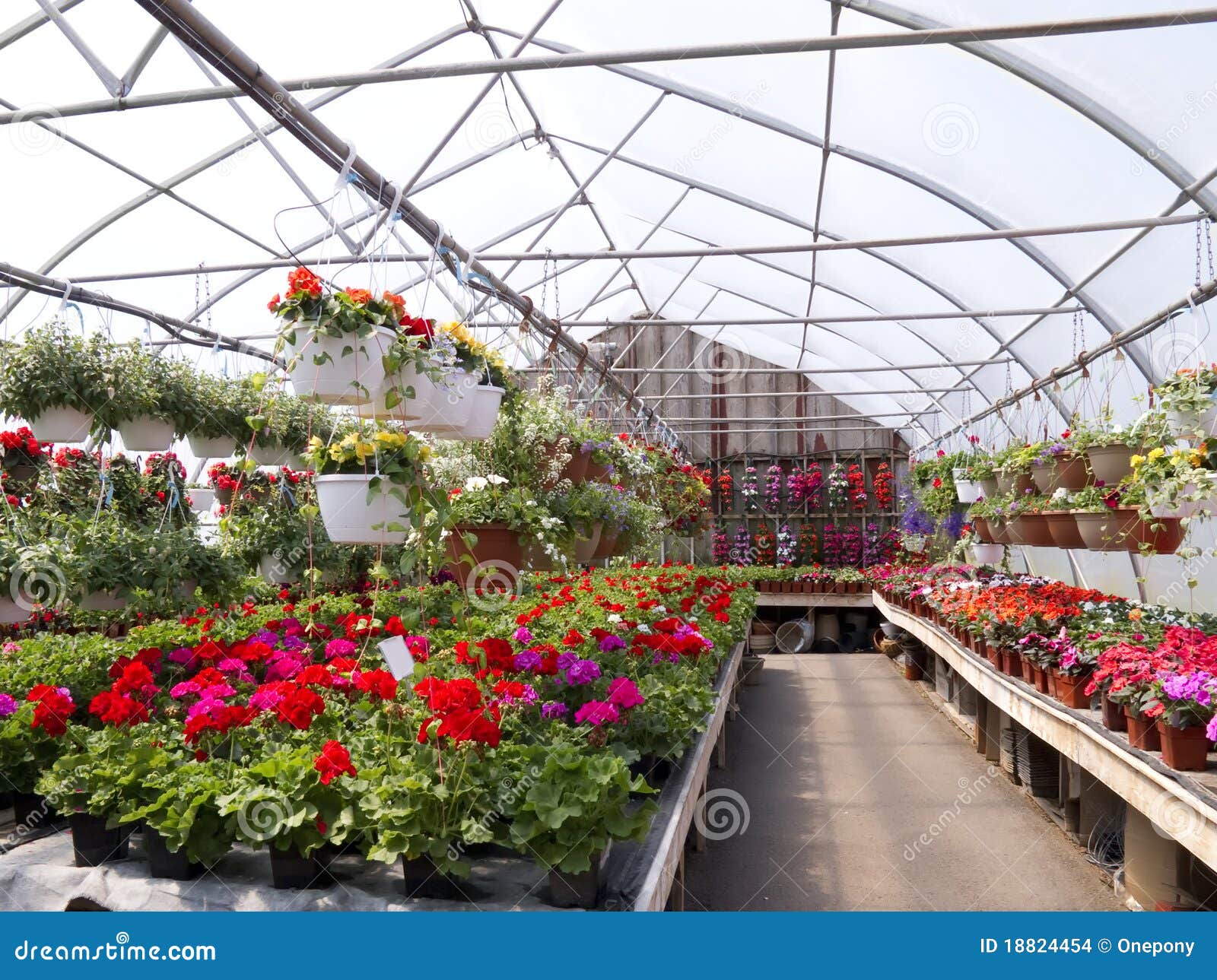 De Serre van de geranium stock foto. Image of groen, binnen - 18824454