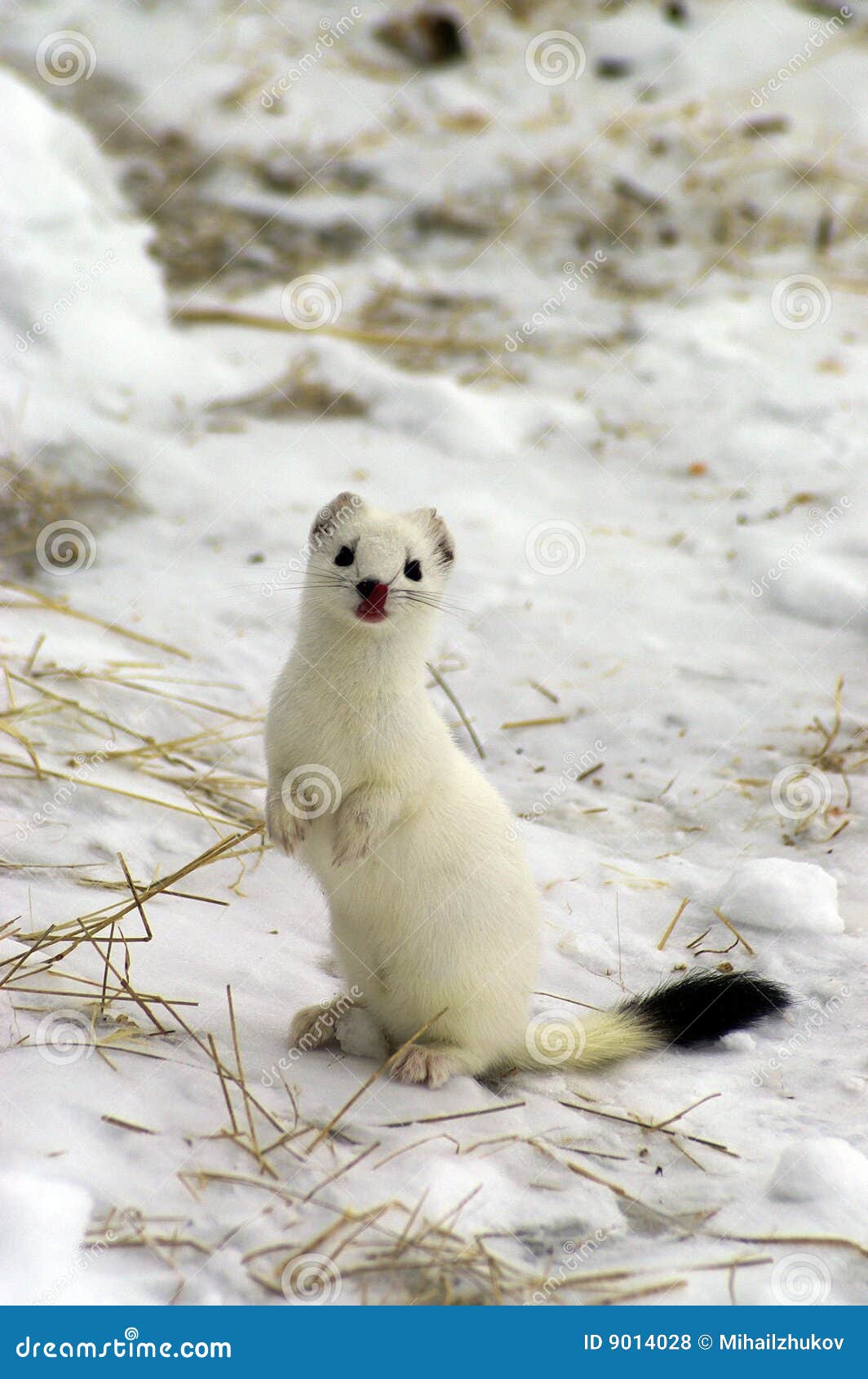 De Siberische Hermelijn Van Het Oosten in De Winter. Stock Foto - Image ...