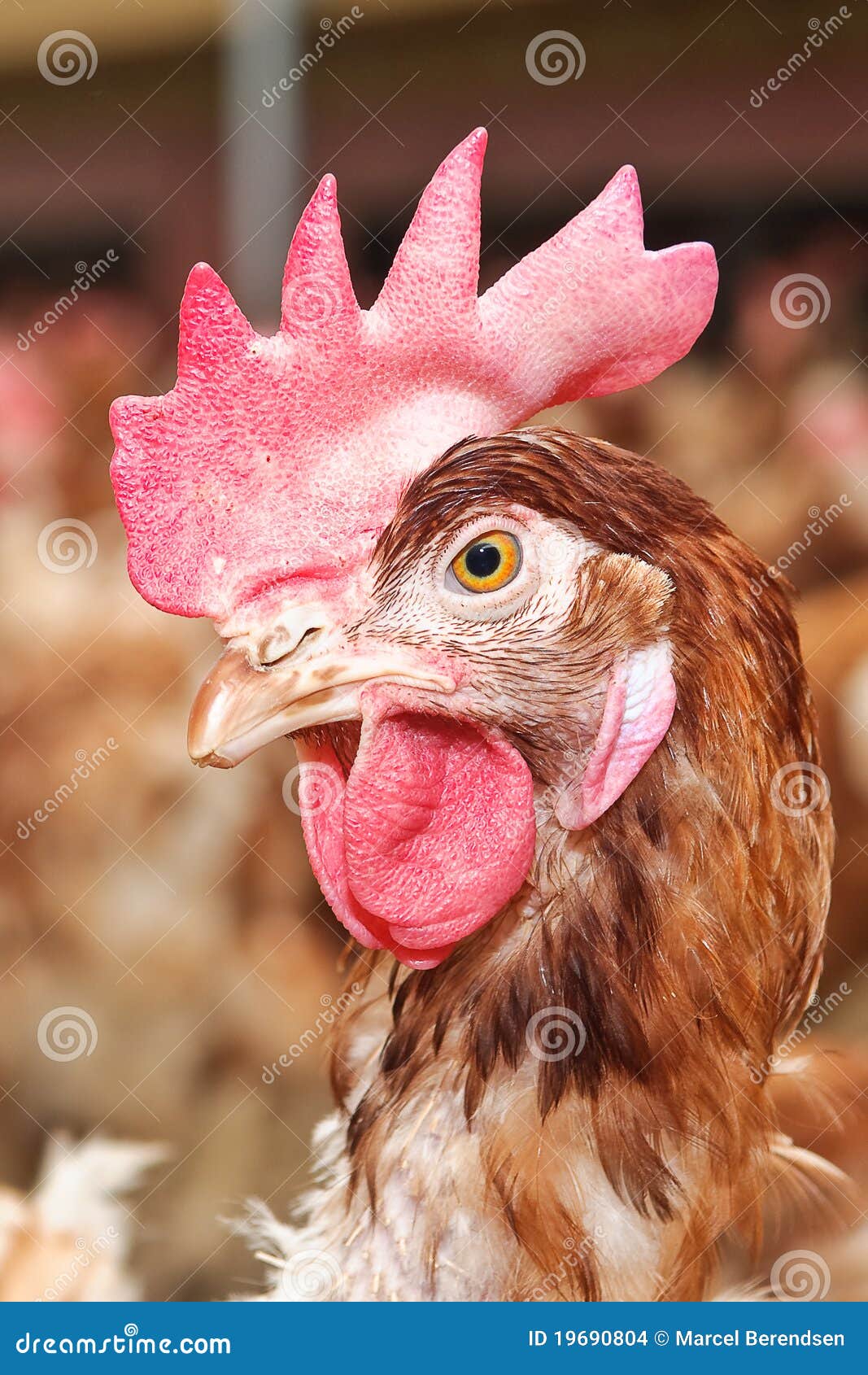 De Signalen Van Het Gevogelte Stock Foto - Image of vogel, landbouw ...