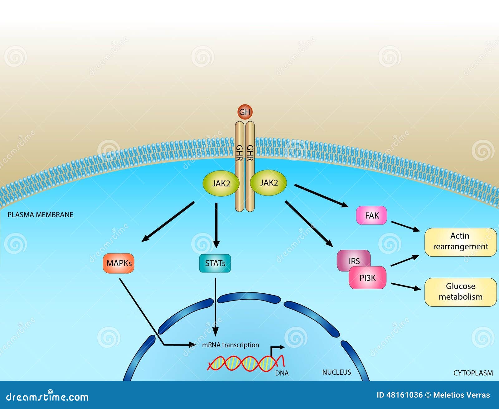 De Signalerende Weg Van Het De Groeihormoon Stock Illustratie ...