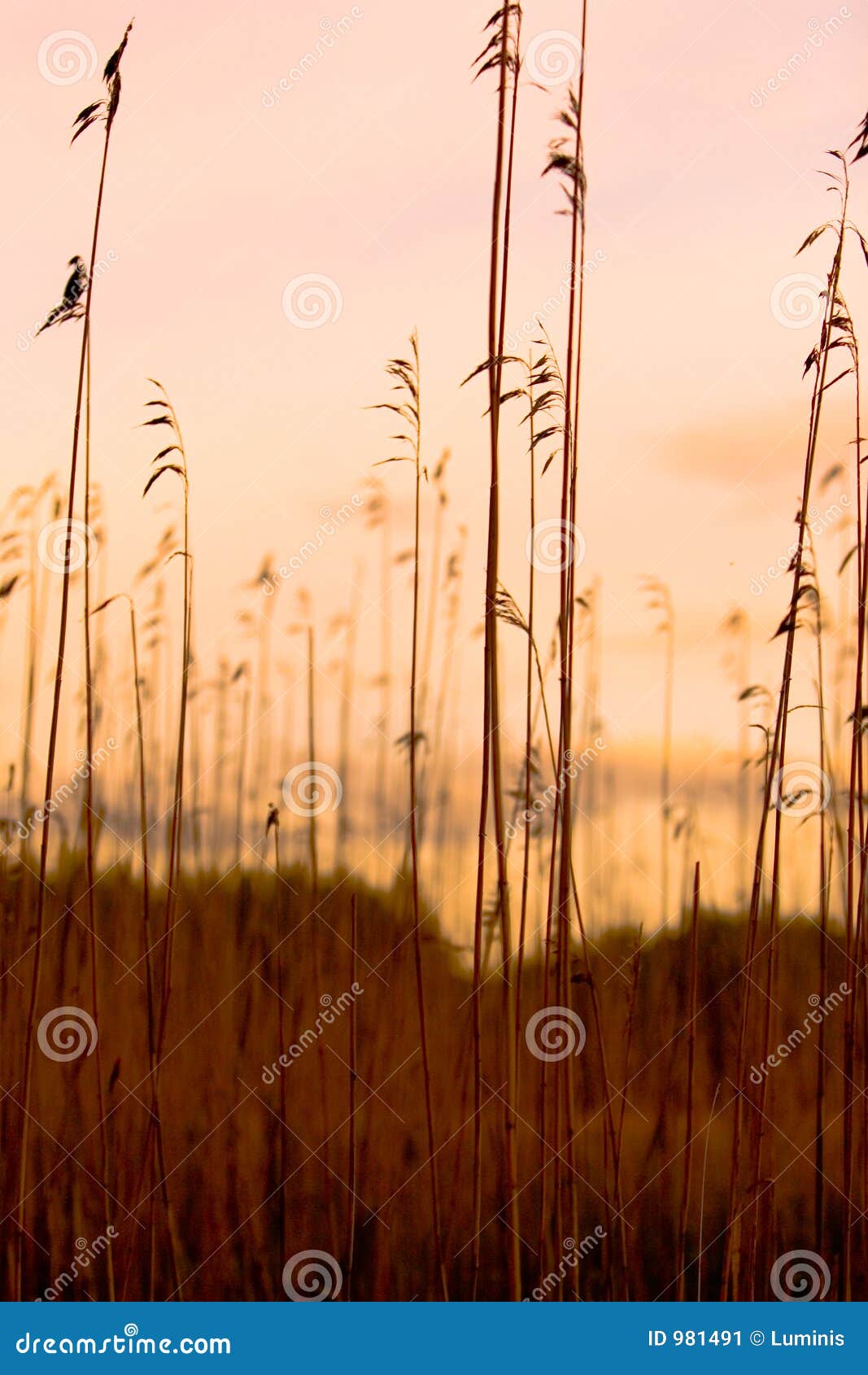 De Silhouetten Van Het Riet Stock Afbeelding - Image of vreedzaam ...