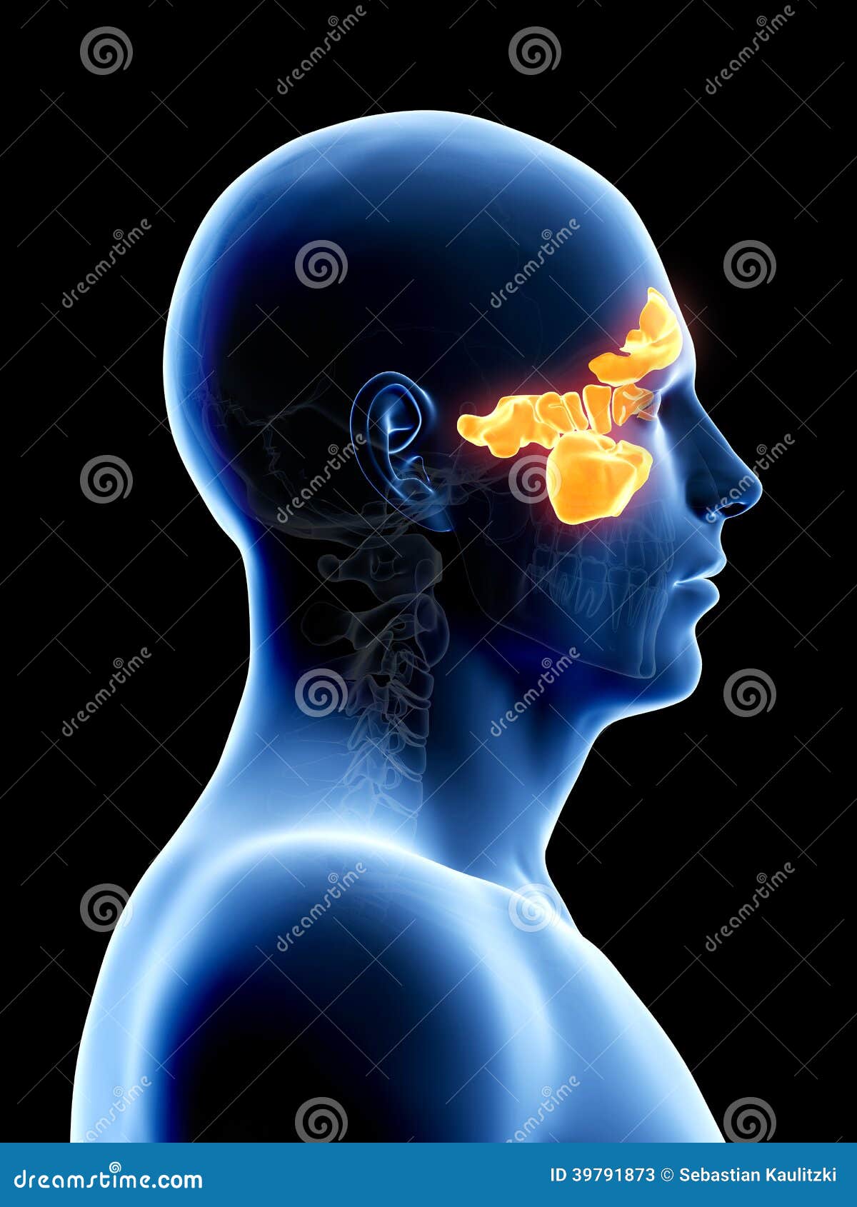 De sinussen stock illustratie. Illustration of anatomie - 39791873