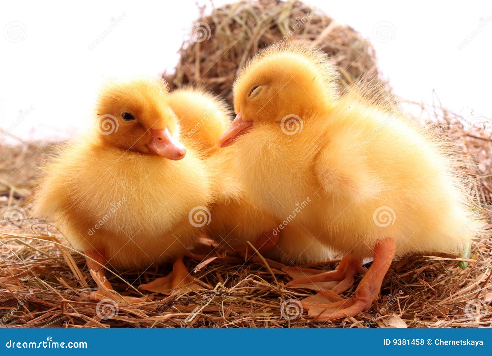 De slaap van eendjes stock foto. Image of eenden, eendje - 9381458