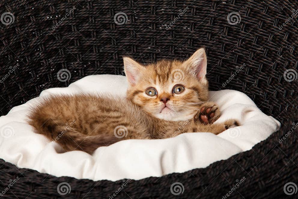 De Slaap Van Het Katje in De Mand Stock Foto - Image of poot, katachtig ...