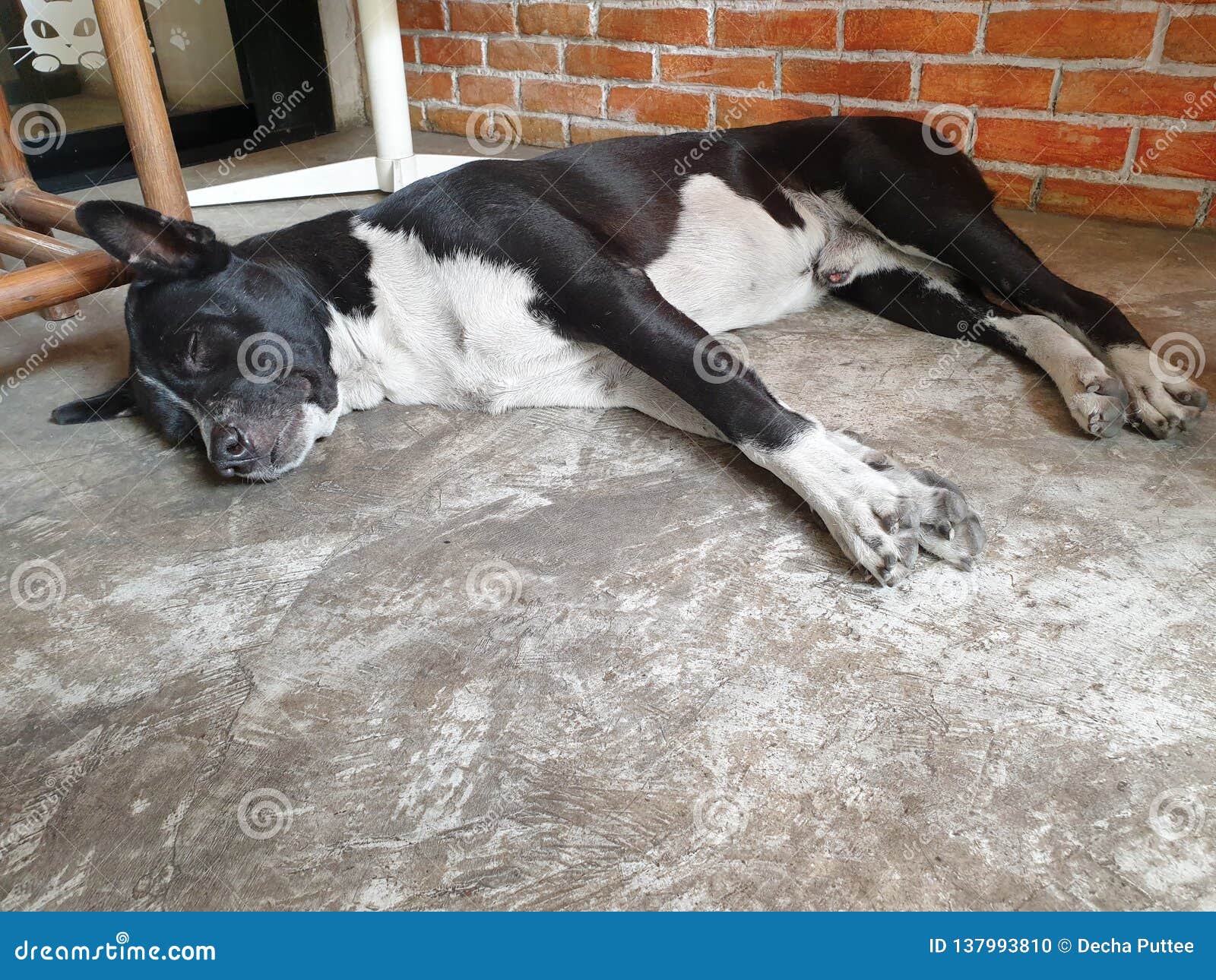 De slaap van de hond stock foto. Image of hond, zwart - 137993810