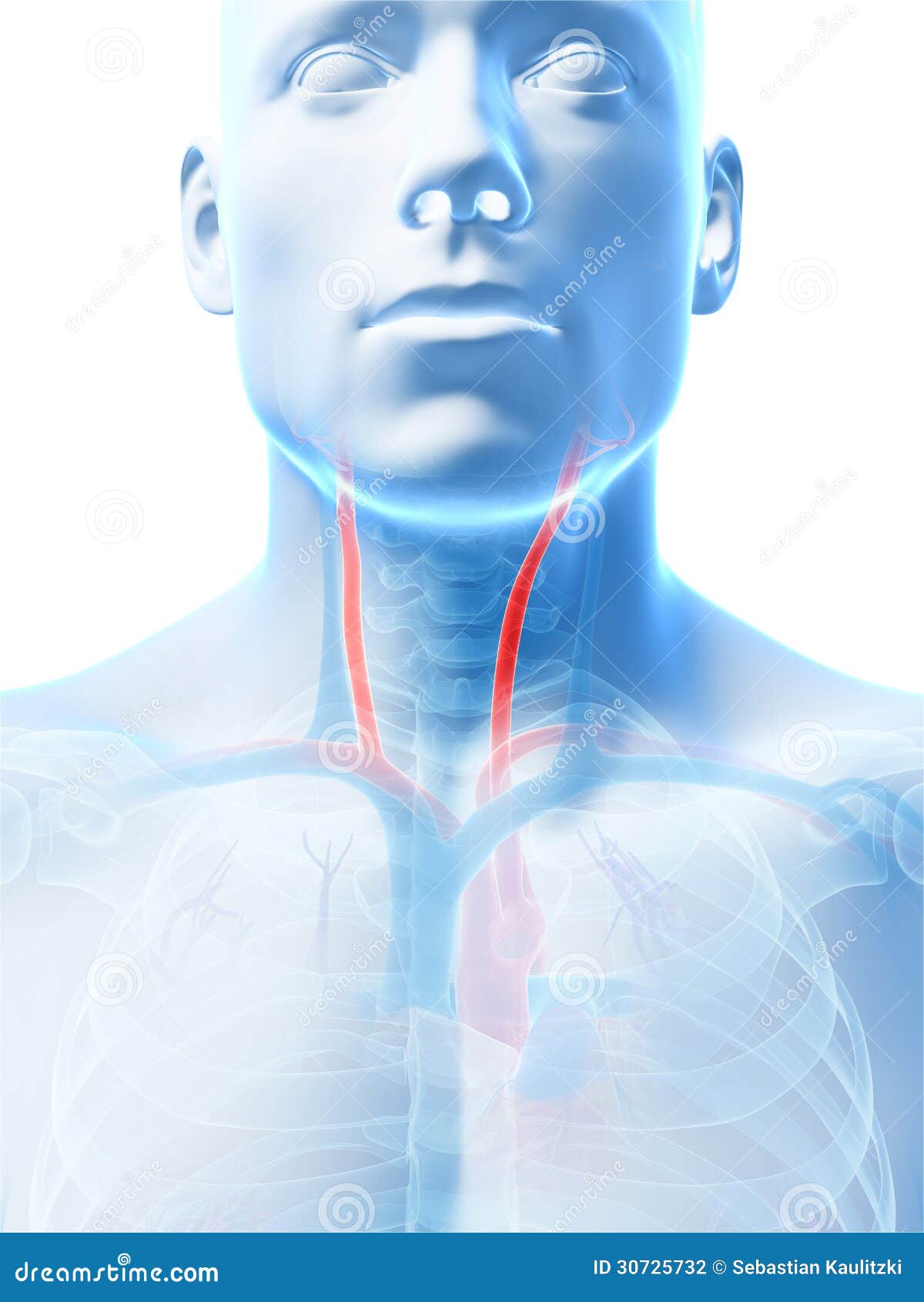 De Slagader Van De Halsslagader Stock Illustratie - Illustration of ...