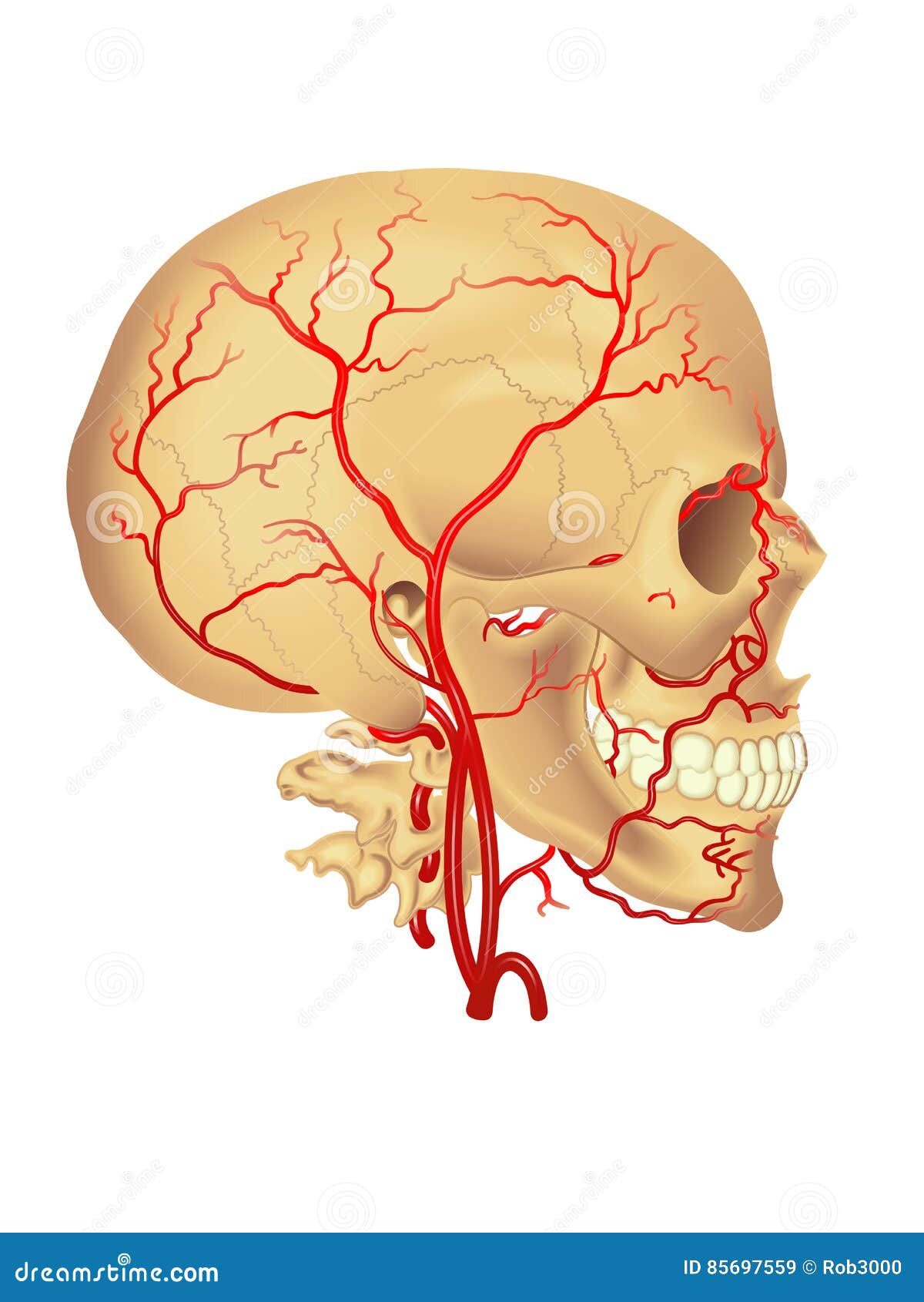 De Slagader Van De Halsslagader Vector Illustratie - Illustration of ...