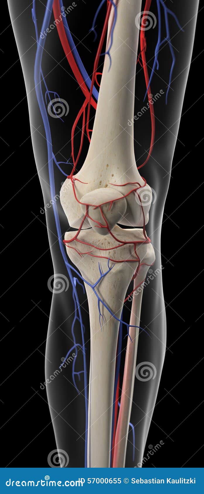 De Slagaders En De Aders Van De Knie Stock Illustratie - Illustration ...