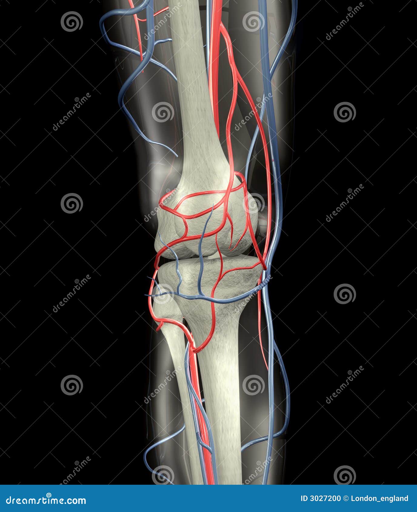 De Slagaders Van De Knie, Aders, Beenderen Stock Illustratie ...
