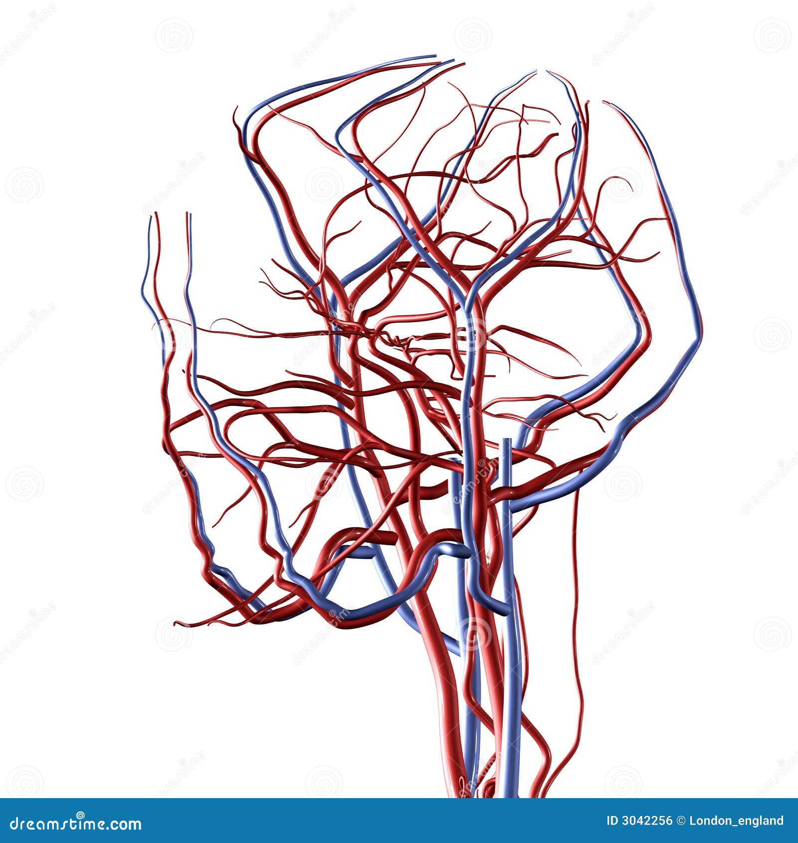 De Slagaders Van Het Hoofd En Van Hersenen Stock Illustratie ...