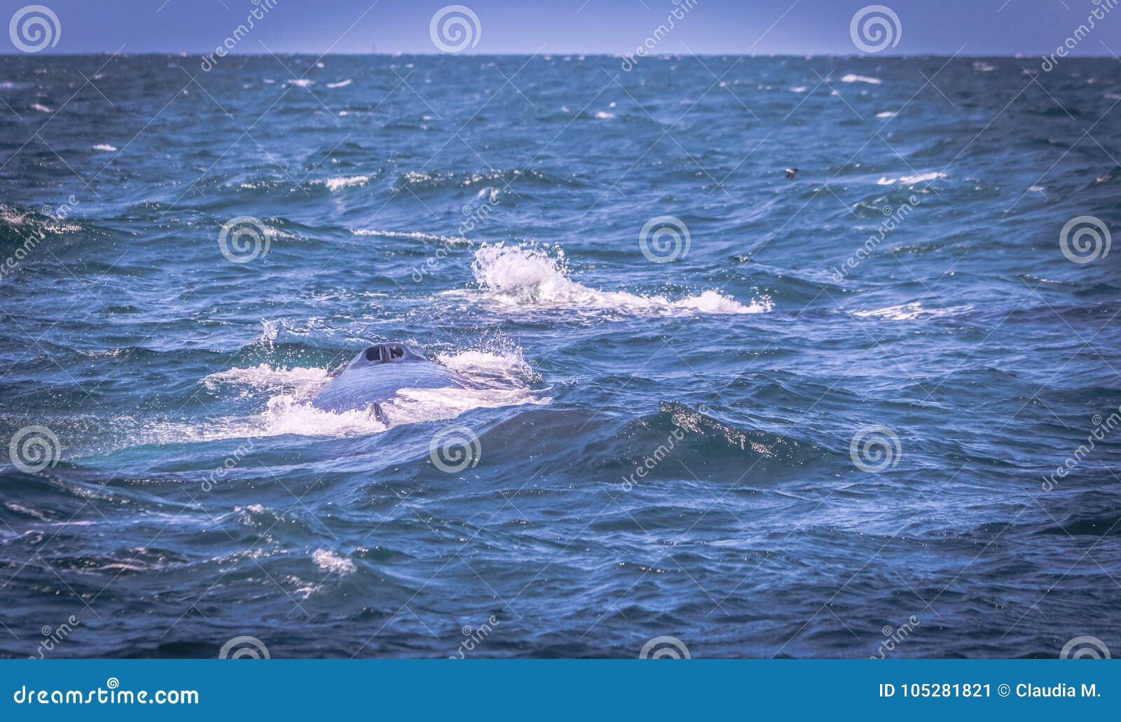 De Slaggat Van De Gebocheldewalvis Stock Afbeelding - Image of wild ...