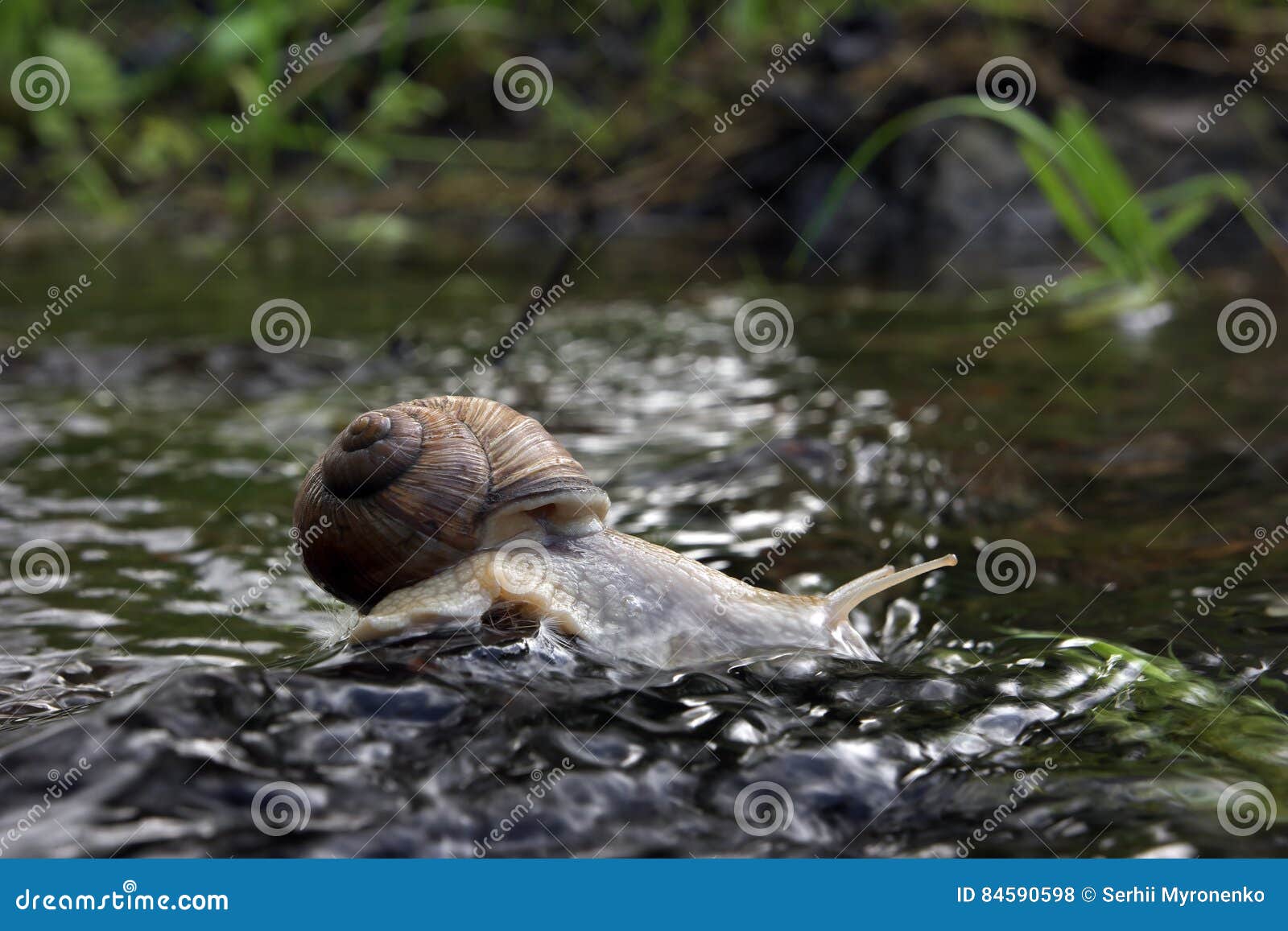 De Slak Drinkt Op De Rots in Water Stock Foto - Image of drinken, blad ...