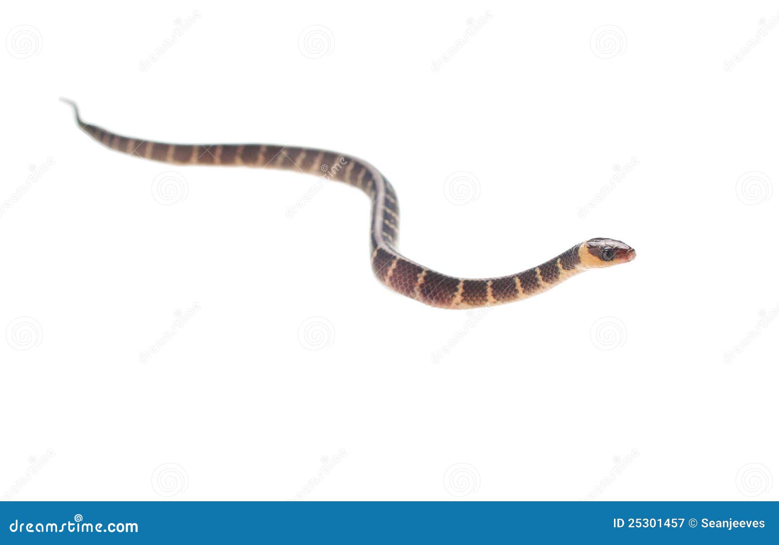 De Slang van de baby stock afbeelding. Image of roofdier - 25301457