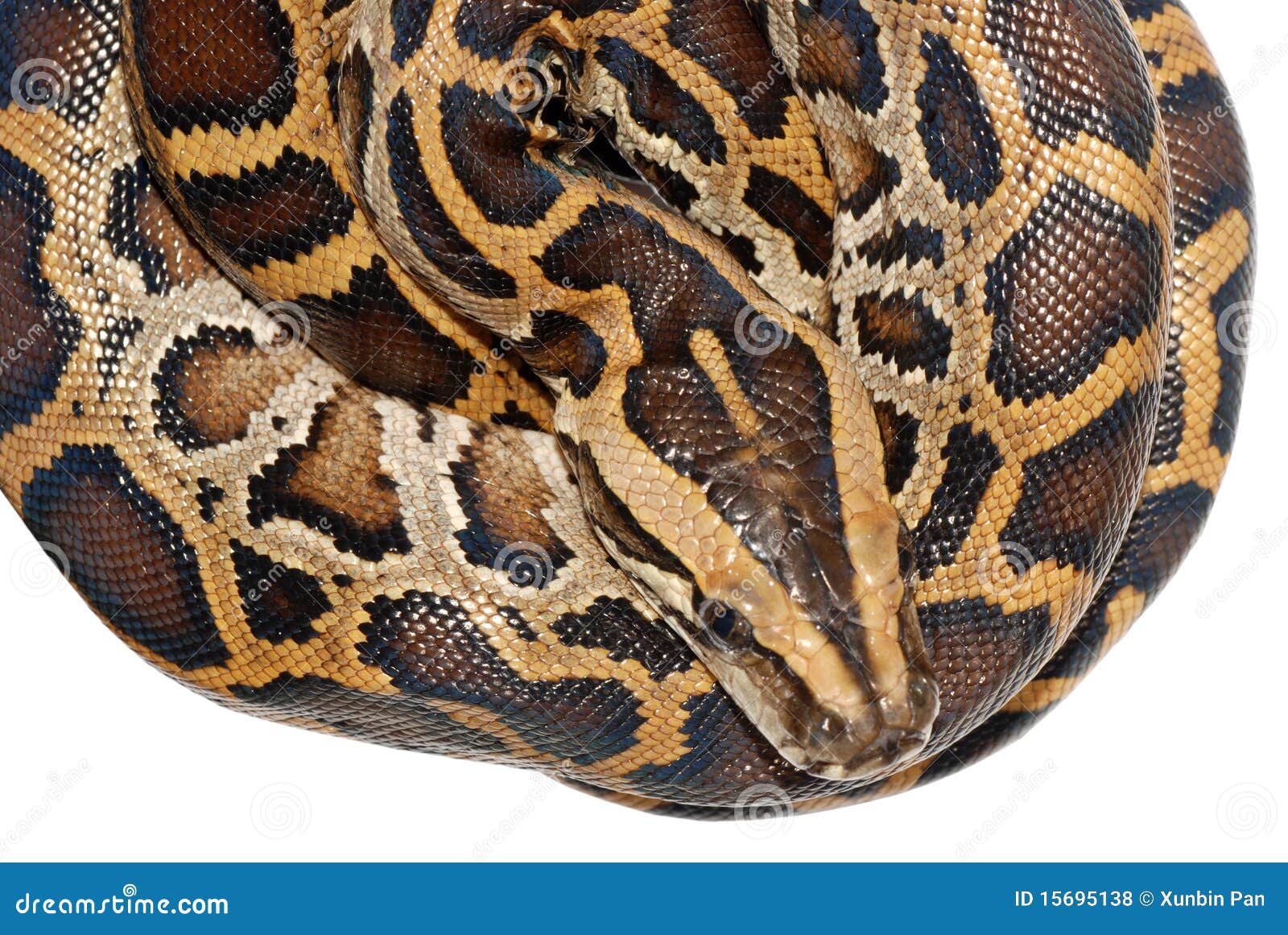 De slang van de boa stock foto. Image of constrictor - 15695138