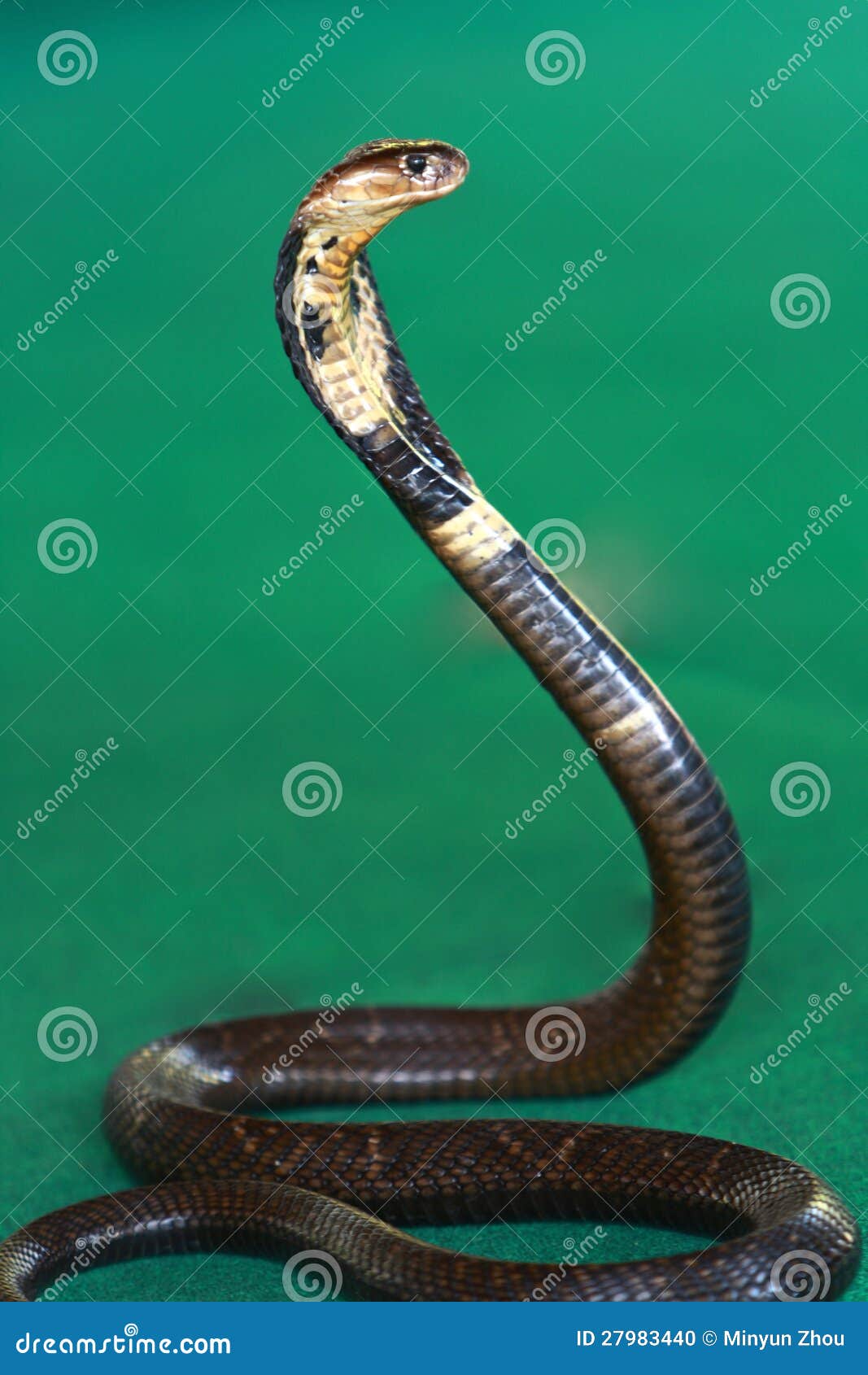 De Slang van de cobra stock foto. Image of dier, toerist - 27983440