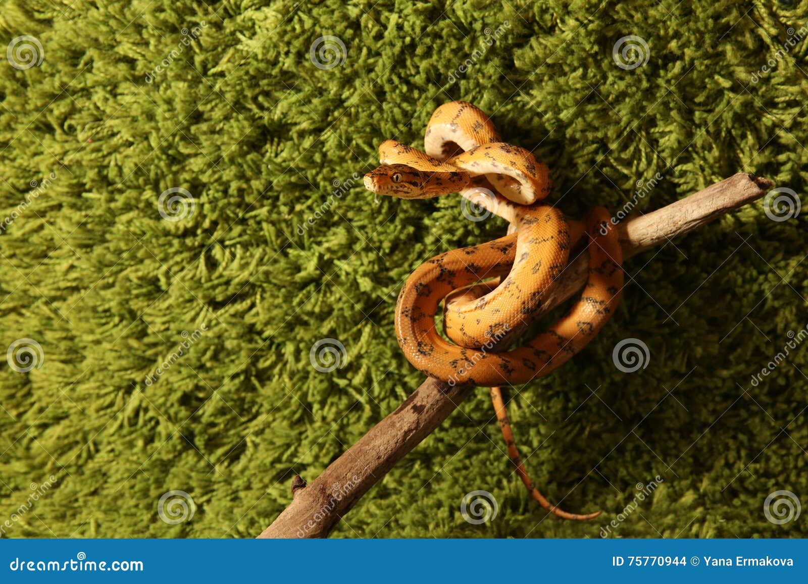 De Slang Van De De Boomboa Van Amazonië (Corallus-hortulanus) Stock ...