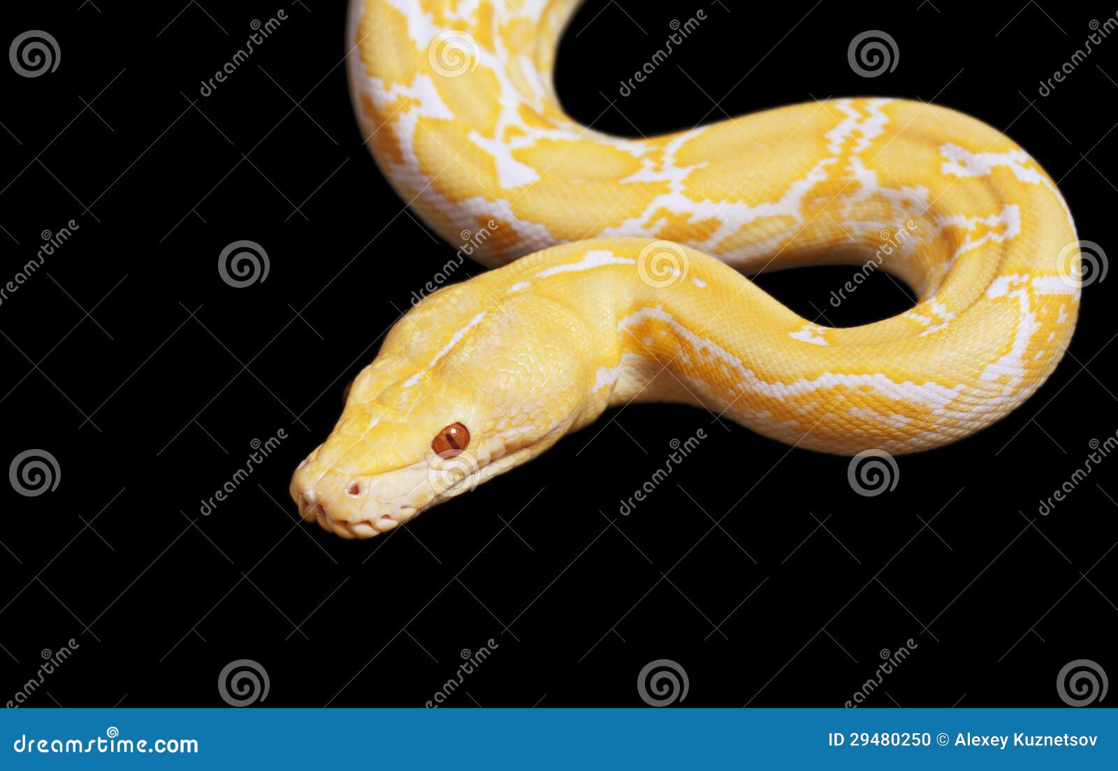 De Slang Van De Python Van De Albino Van De Tijger Over Zwarte Stock Foto - Image of tijger ...