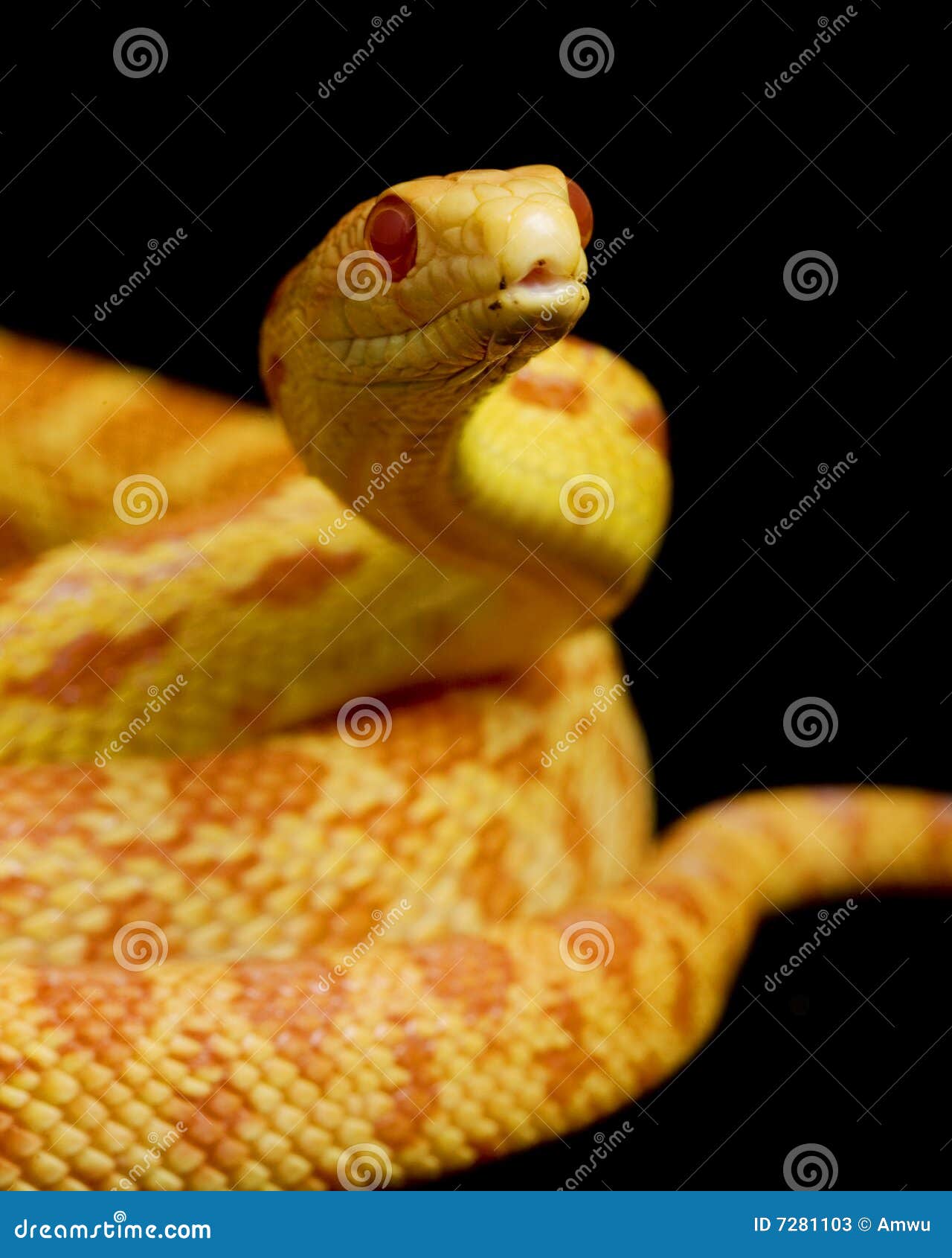 De Slang Van Gopher Van De Albino Stock Afbeelding - Image of roofdier ...