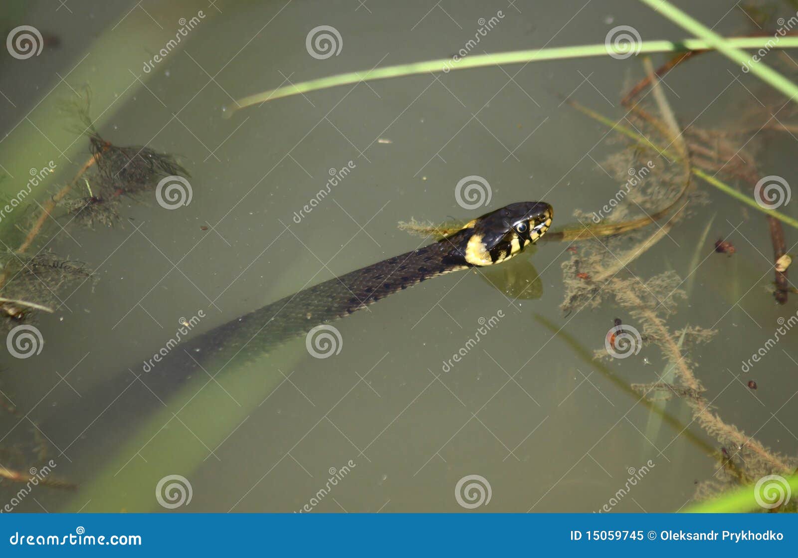 De slang van het water stock afbeelding. Image of gevaar - 15059745