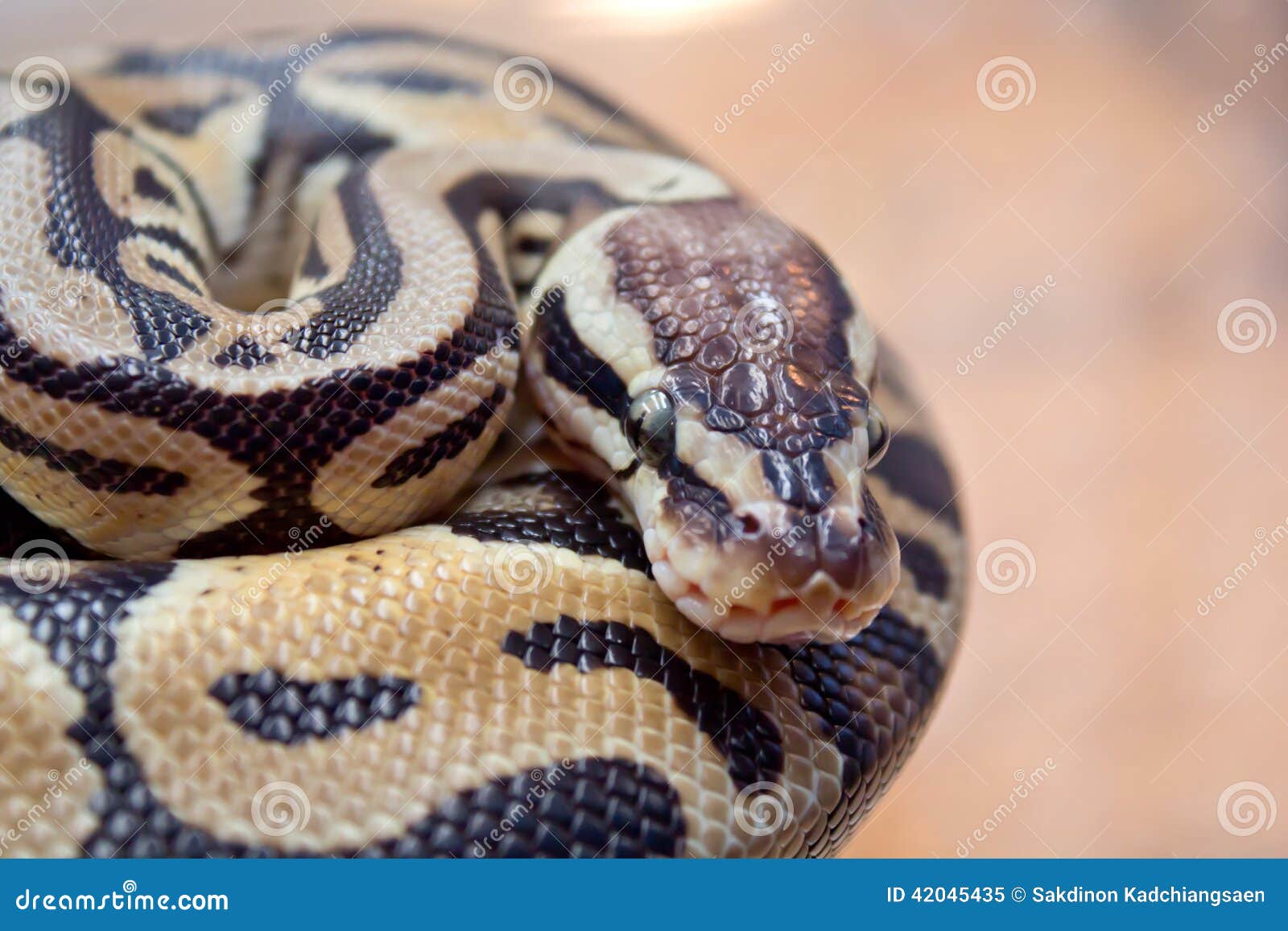 De slang is zwart en bruin stock afbeelding. Image of bruin - 42045435