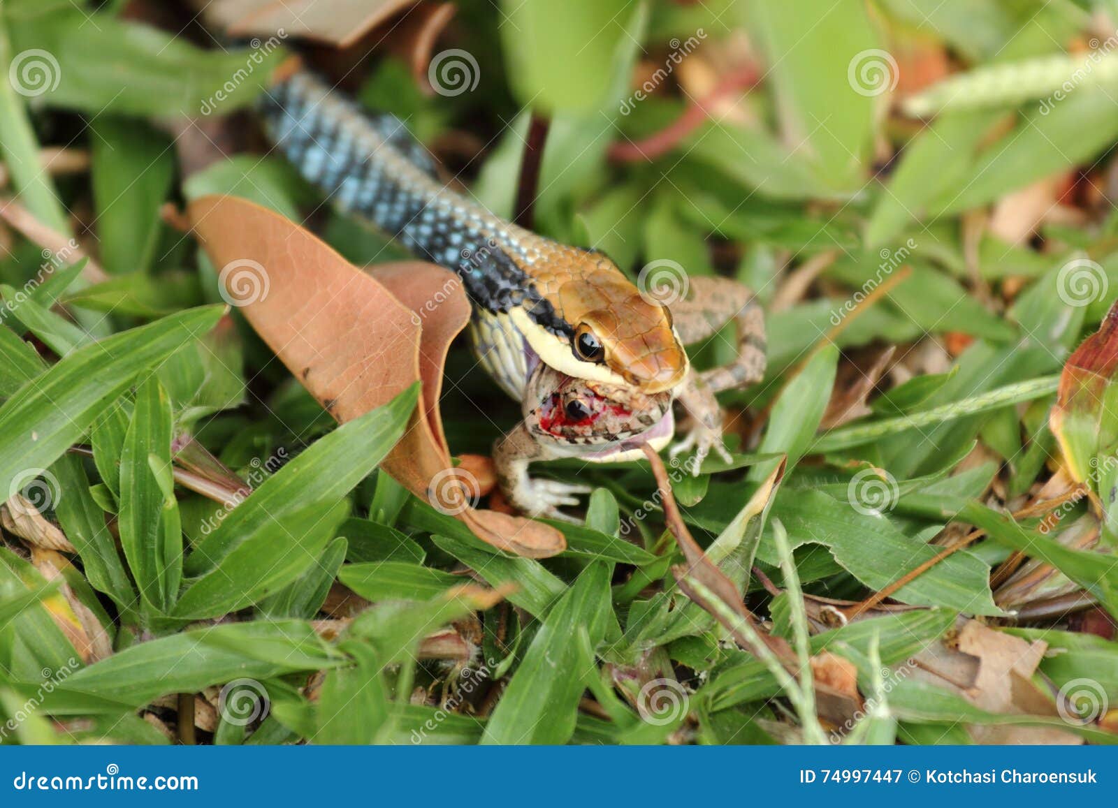De slangen eten kikkers stock afbeelding. Image of nave - 74997447