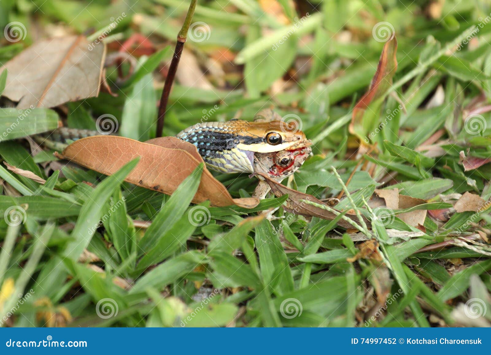 De slangen eten kikkers stock foto. Image of jacht, steengroeve - 74997452