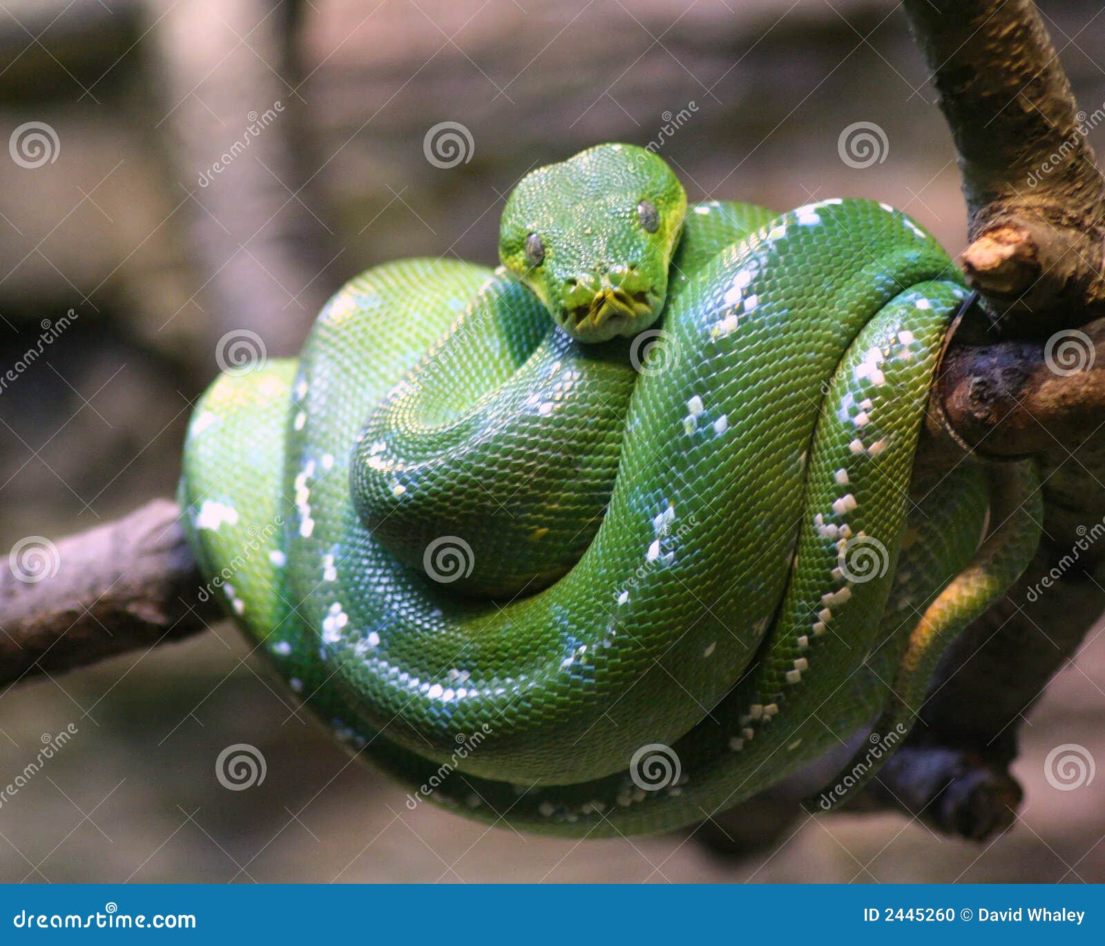 De Smaragdgroene Boa Van De Boom Stock Foto - Image of serpenten, groen ...