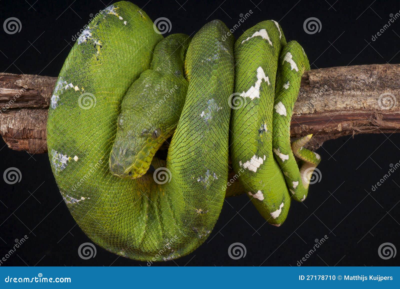 De Smaragdgroene Boa Van De Boom Stock Foto - Image of hitte, amerika ...