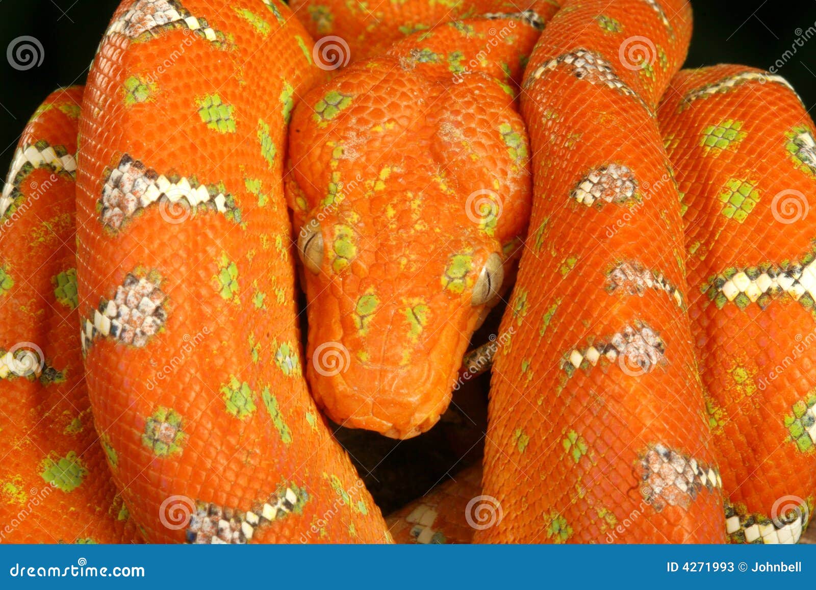 De Smaragdgroene Boa Van De Boom Stock Afbeelding - Image of organisme ...