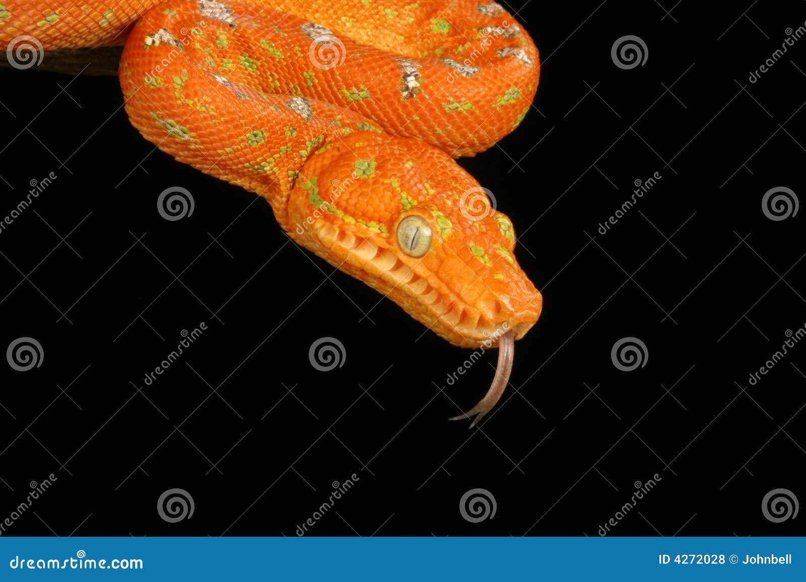 De Smaragdgroene Boa Van De Boom Stock Foto - Image of groen, tong: 4272028