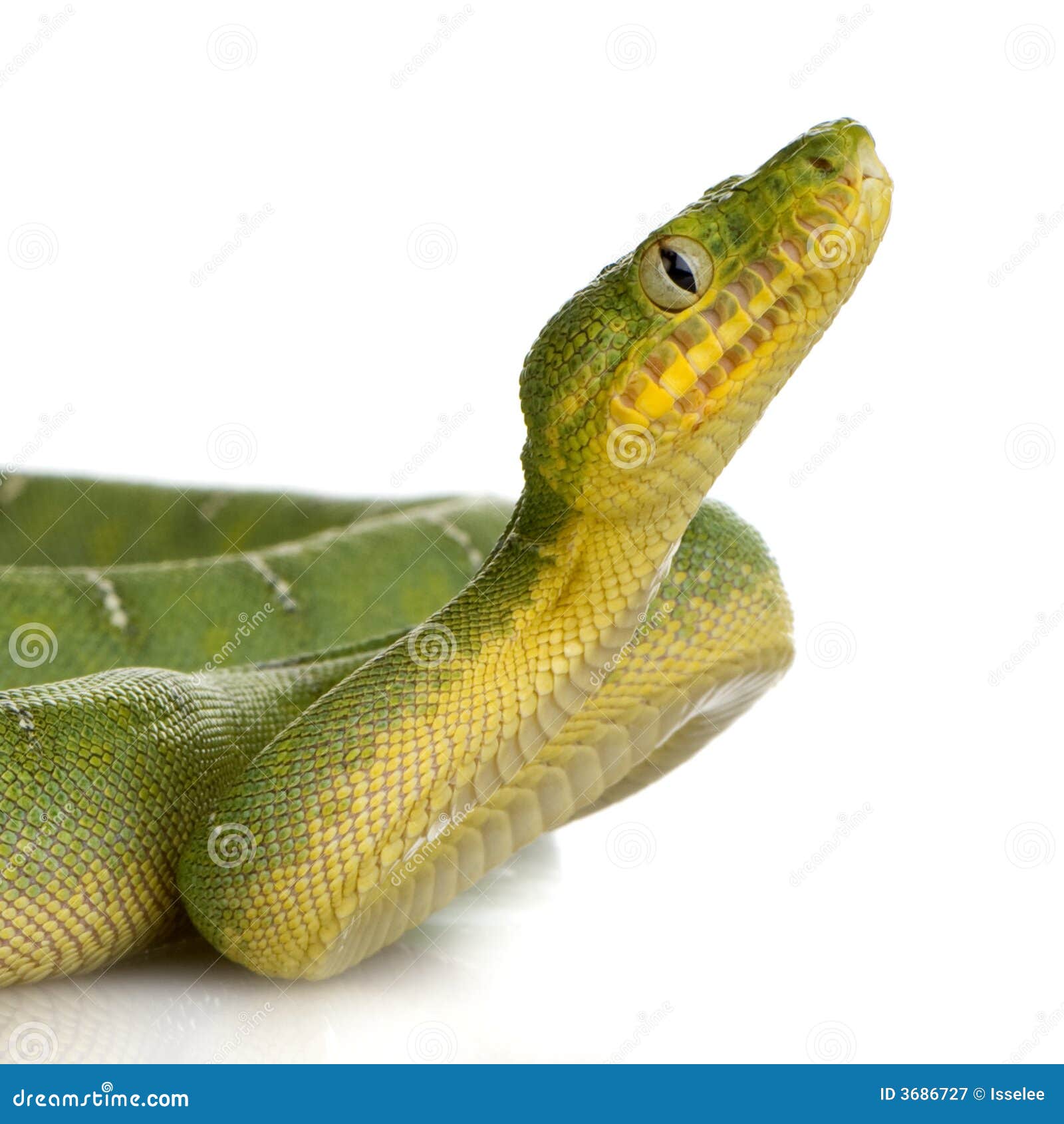 De Smaragdgroene Boa Van De Boom - Caninus Corallus Stock Afbeelding ...