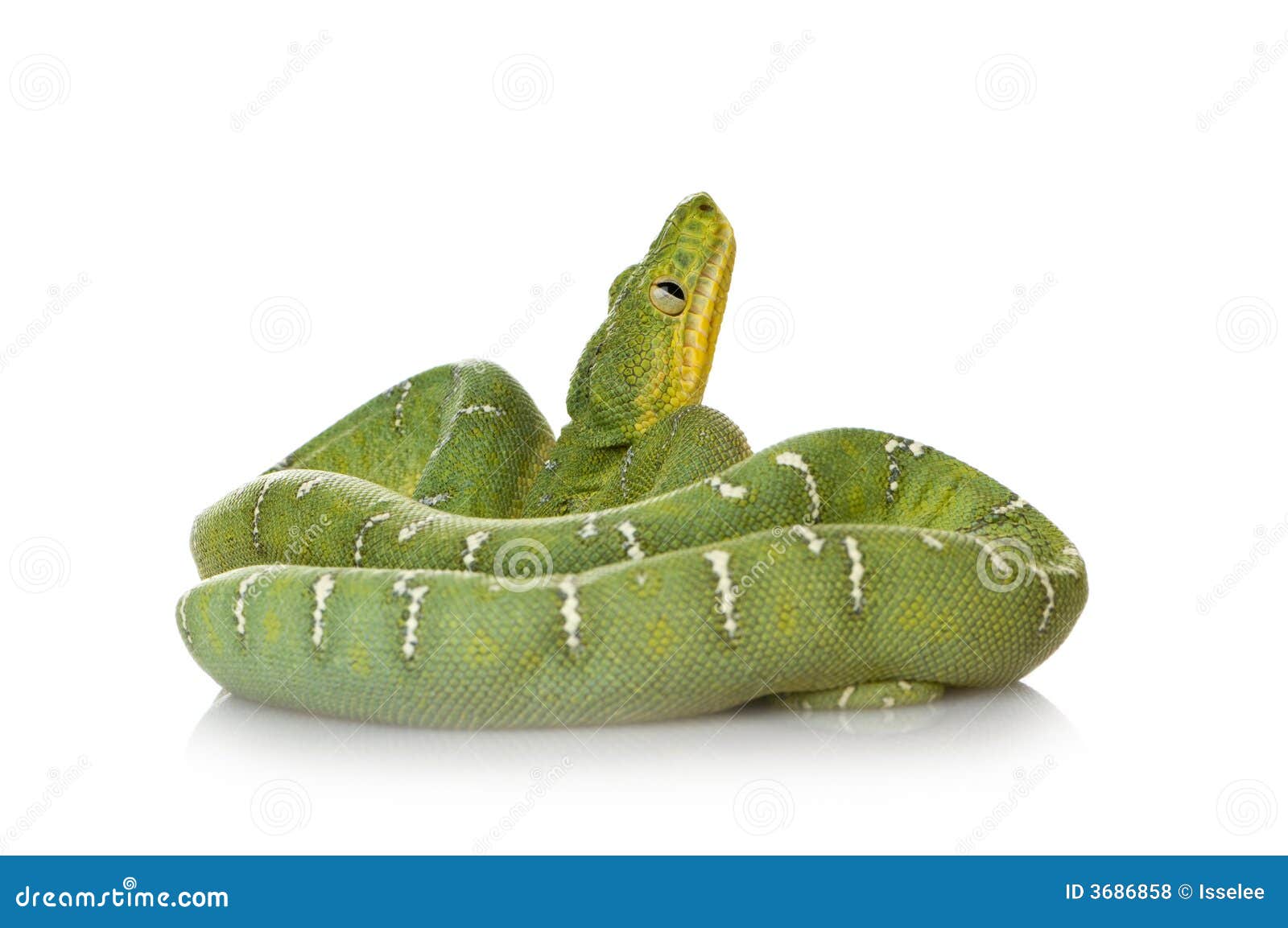 De Smaragdgroene Boa Van De Boom - Caninus Corallus Stock Foto - Image ...