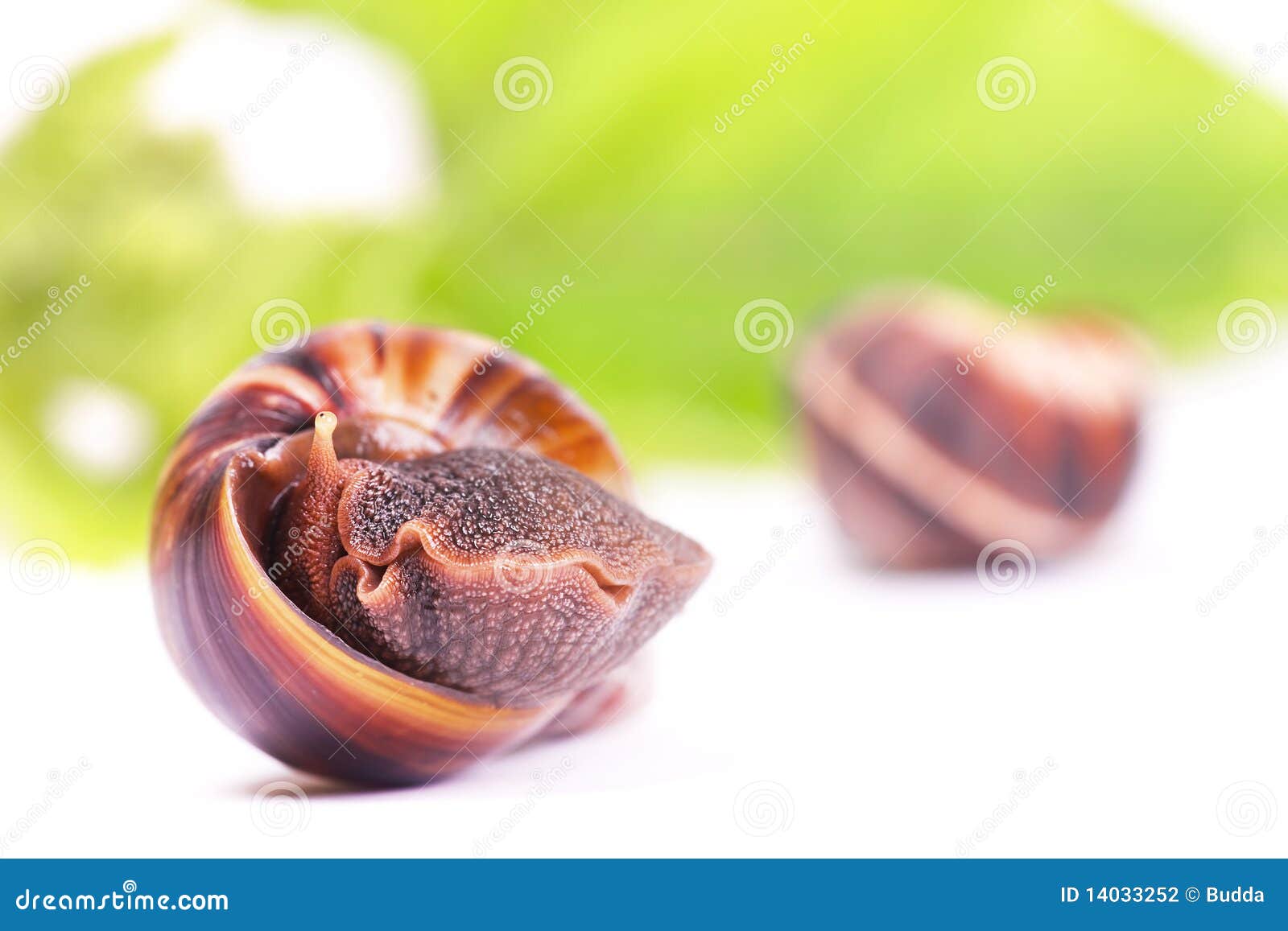 De snack van slakken stock foto. Image of gezond, ongedierte - 14033252