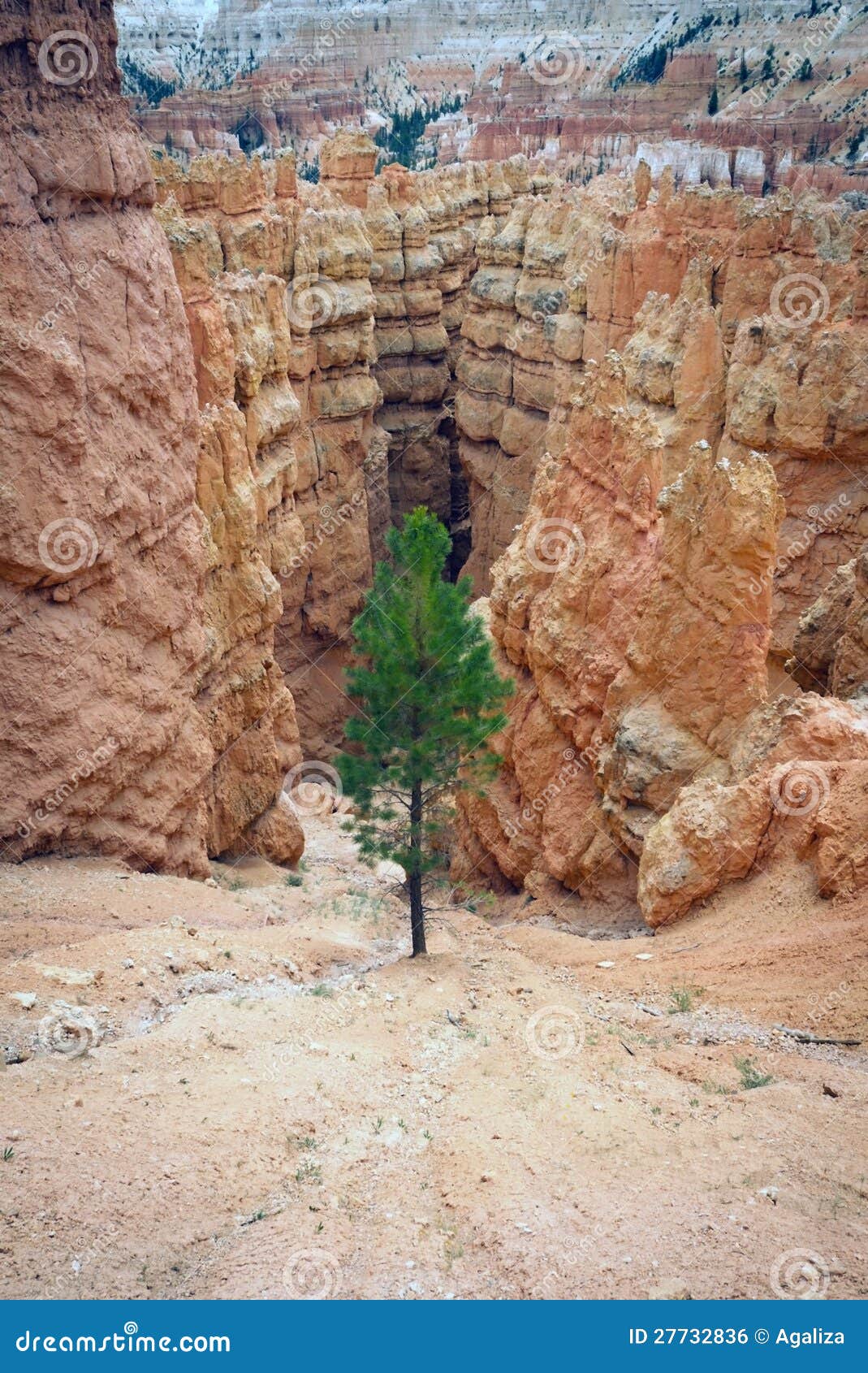 De Solitaire Boom Van De Canion Van Bryce Stock Foto - Image of amerika ...