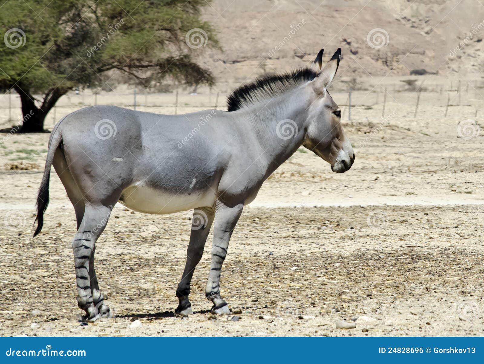 De Somalische Ezel is Beschermd in Israël Stock Foto - Image of groen ...
