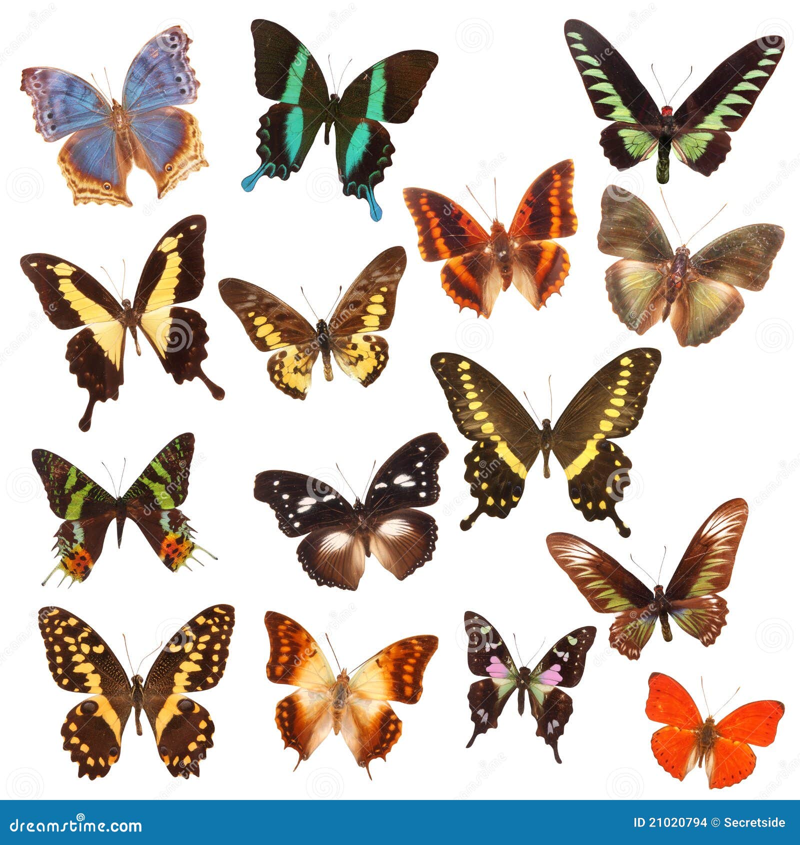 Kleurrijke Vlindersoorten Vlinderpakket Bestellen? Biologische