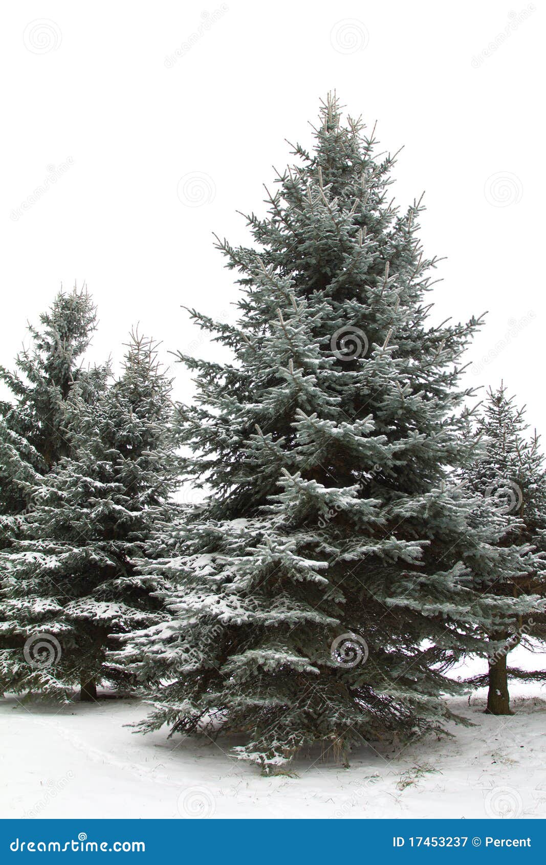 De sparren van de winter stock afbeelding. Image of boom - 17453237