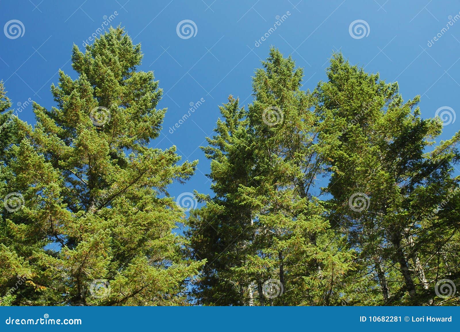 De Sparren van Douglas stock afbeelding. Image of industrie - 10682281