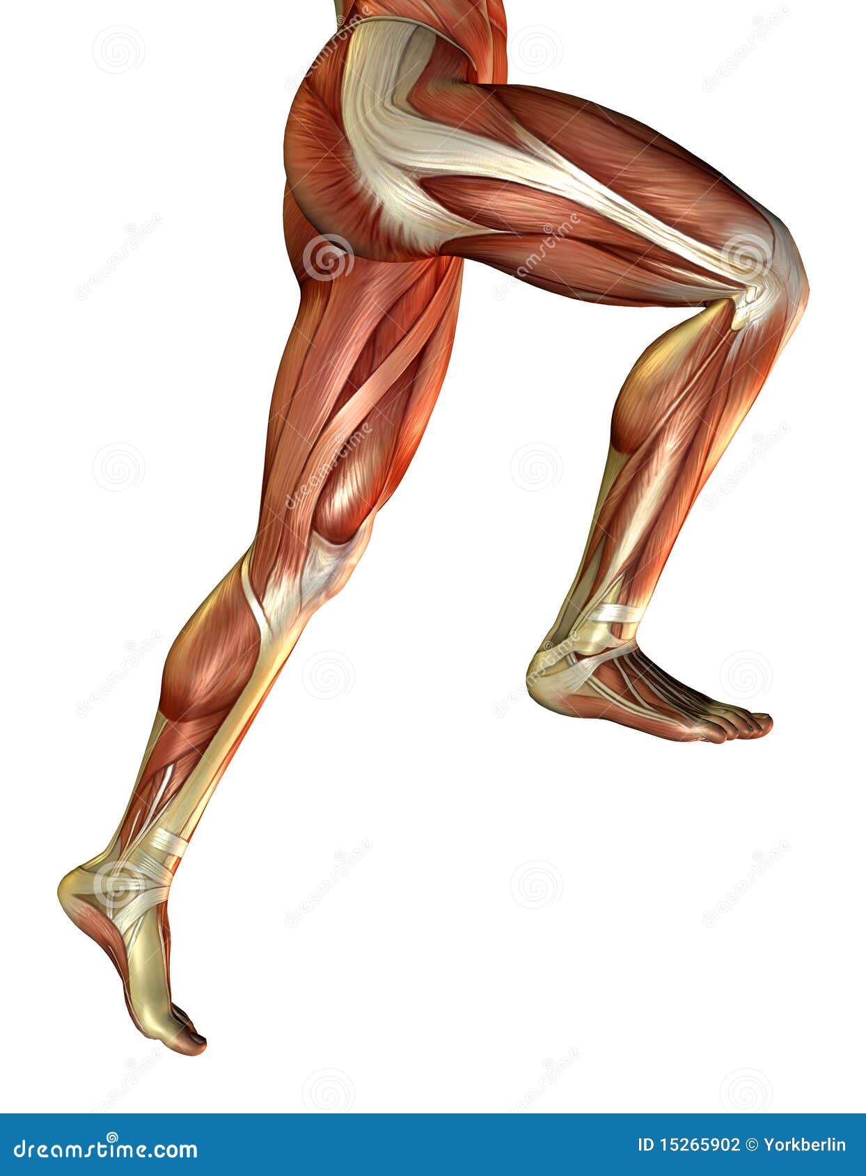 De Spieren Van Het Been Van De Man Stock Illustratie - Afbeelding: 15265902