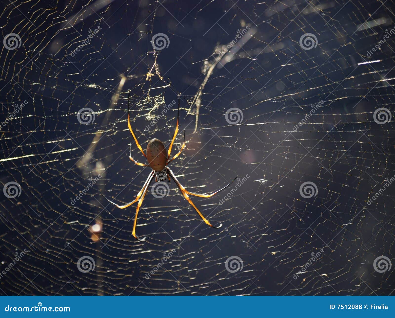 De Spin En Het Web Van Huntsman Stock Foto - Image of jager, insect ...