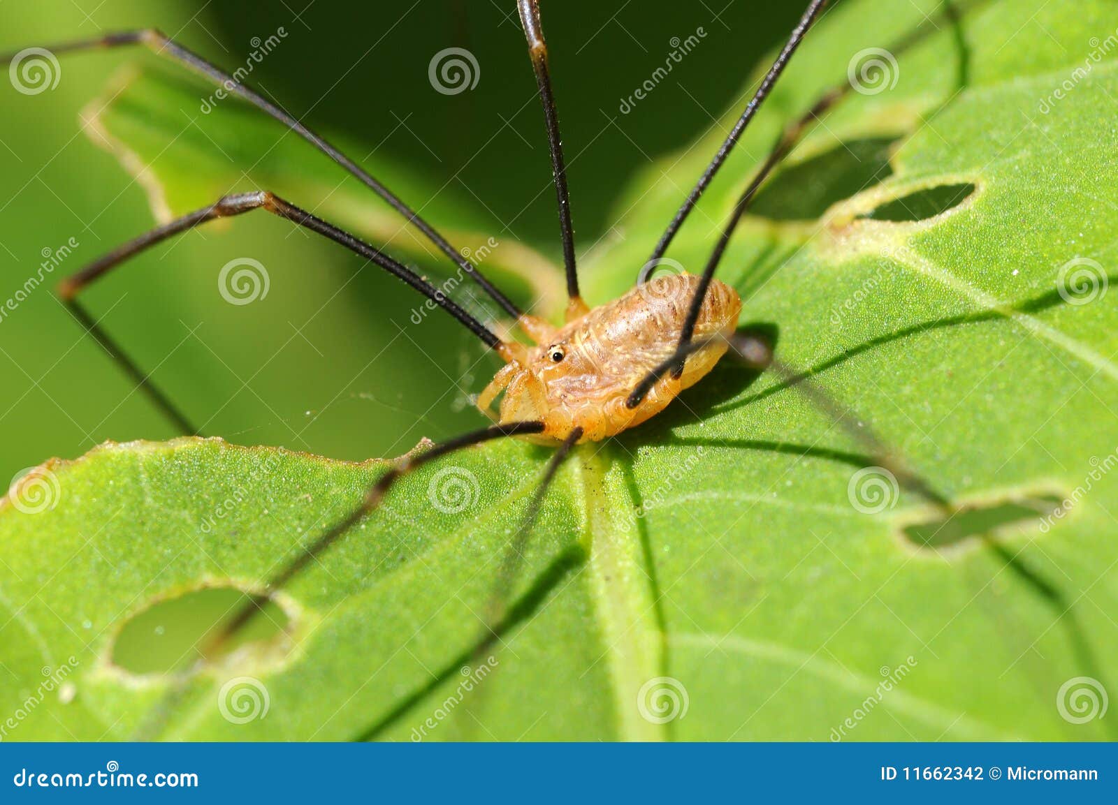 De Spin Van Breed-benen - Pholcus -pholcus-phalangioides. Stock Foto ...