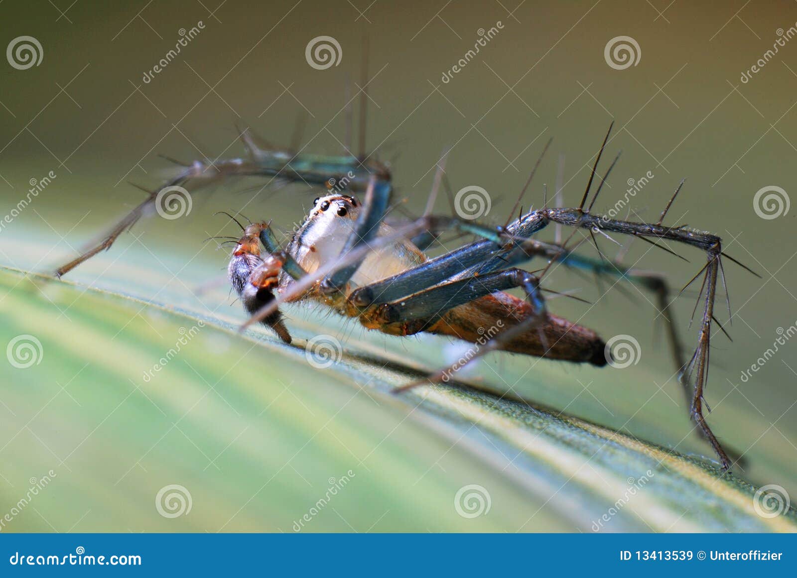 De Spin van de lynx stock afbeelding. Image of ontdek - 13413539