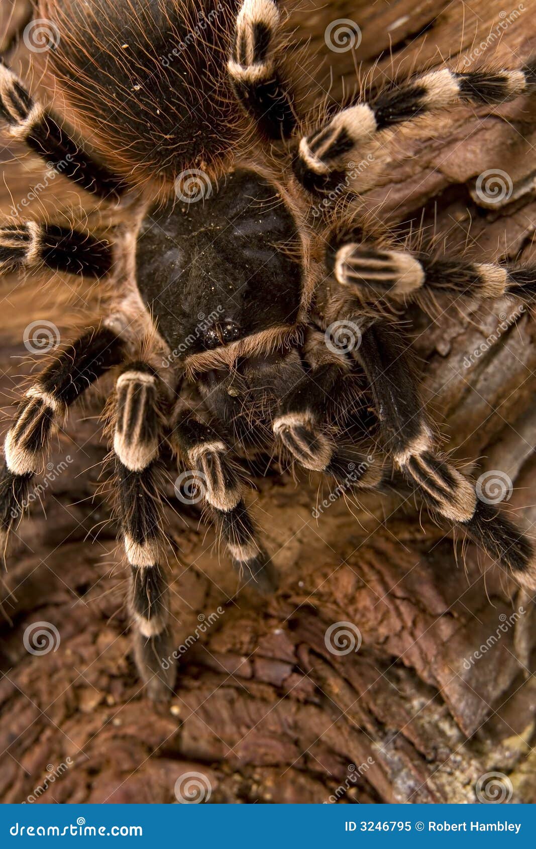 De Spin van de tarantula stock afbeelding. Image of zwart - 3246795