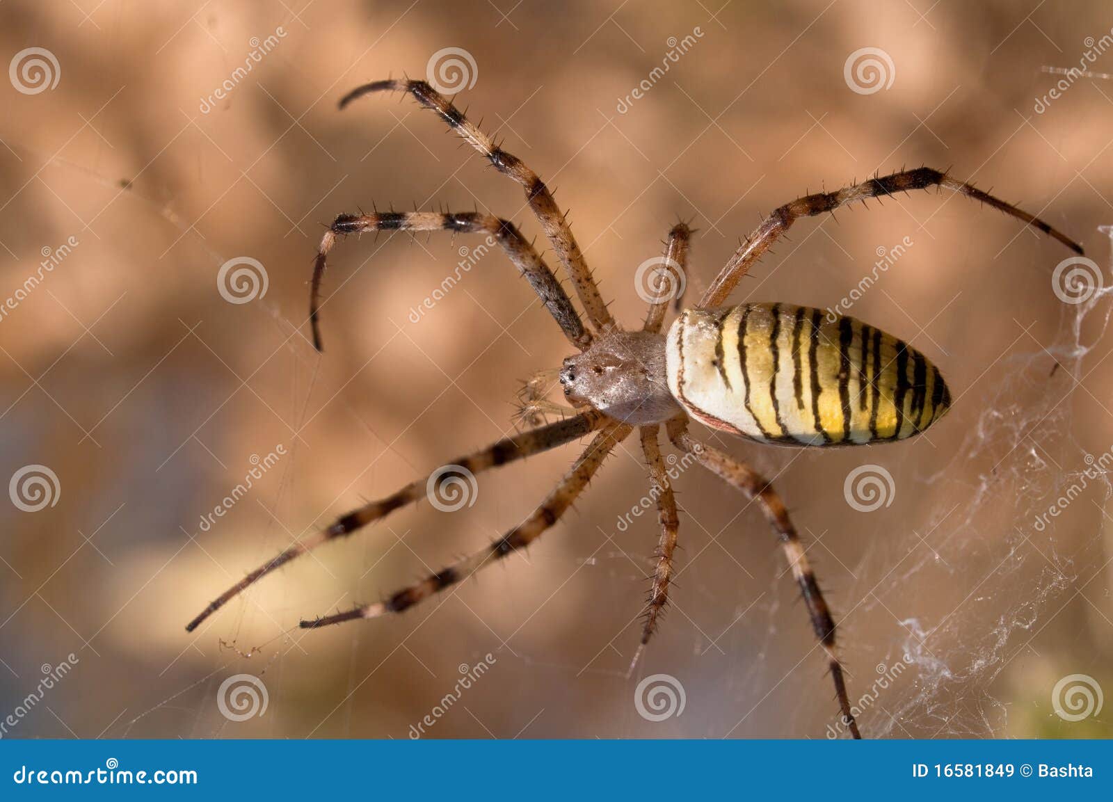 De spin van de wesp stock afbeelding. Image of wesp, macro - 16581849