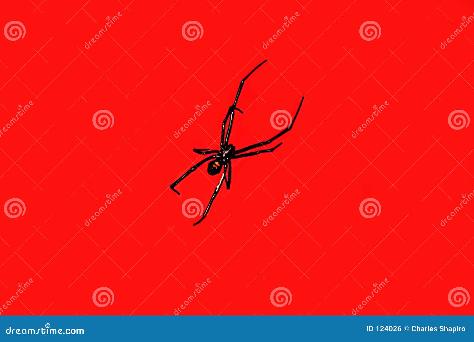 De Spin Van De Zwarte Weduwe Stock Foto - Image of achtergrond ...
