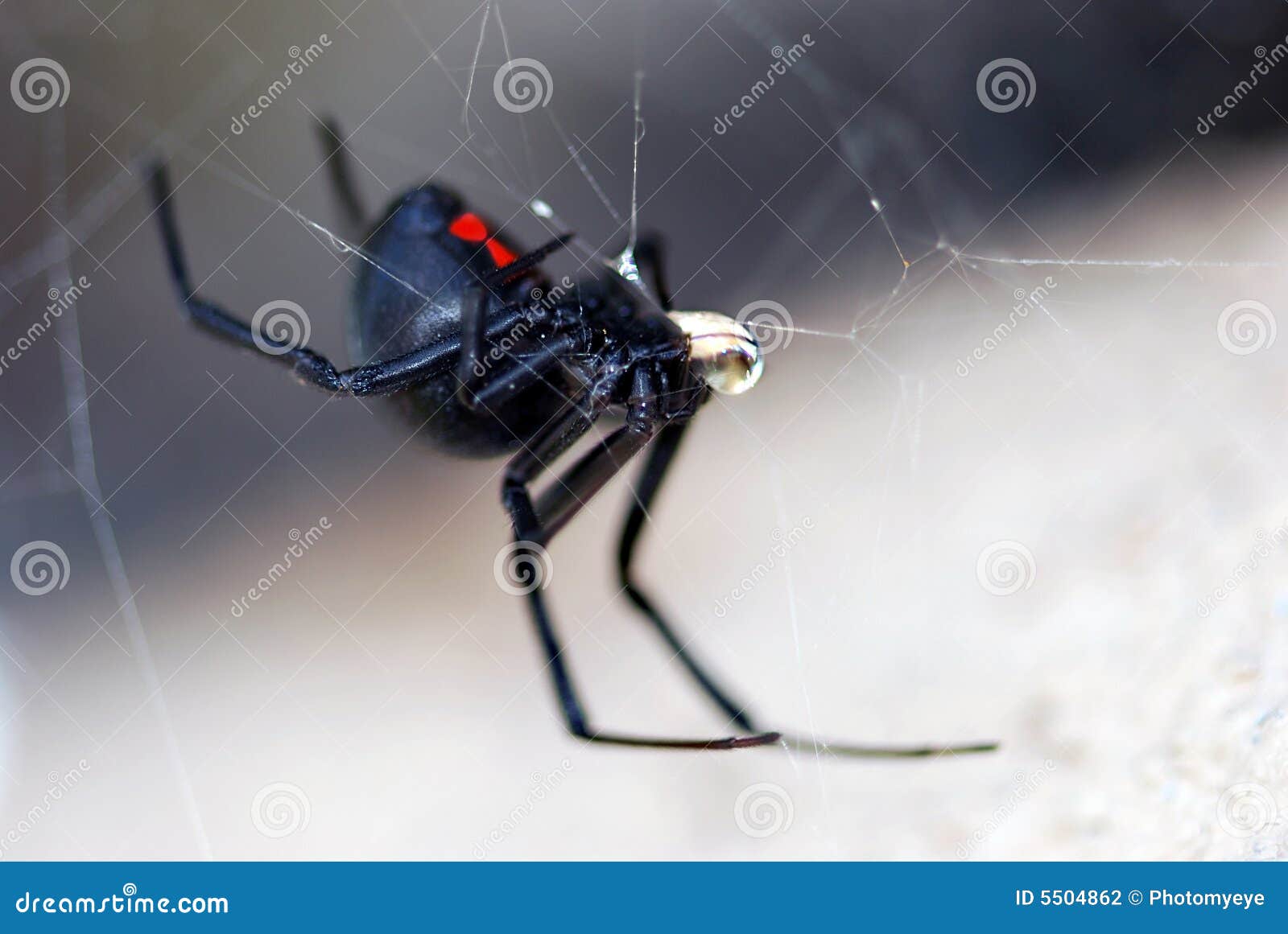 De Spin Van De Zwarte Weduwe Stock Foto - Image of spin, uurglas: 5504862